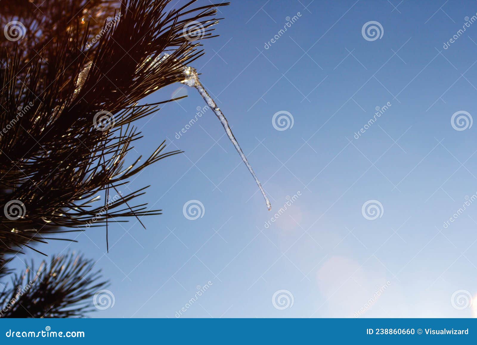 Single Icicle on a Pine Tree Melting in the Sun Stock Photo - Image of ...
