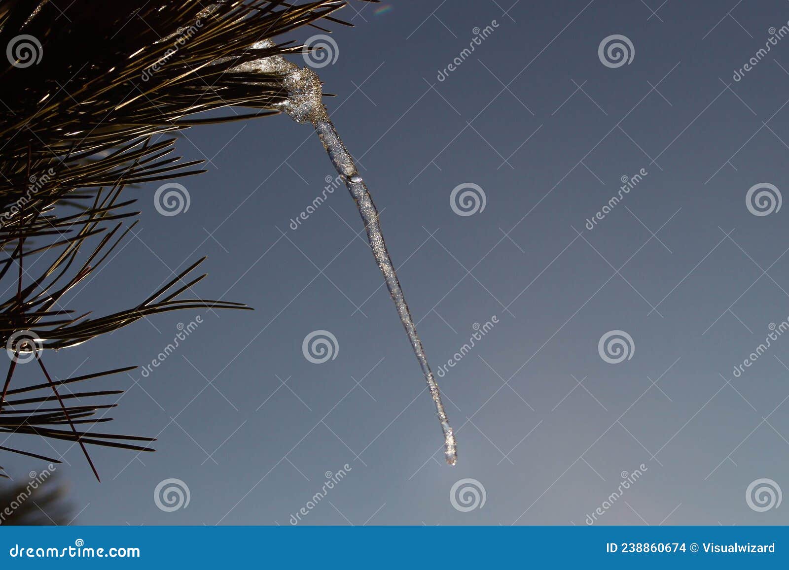 Single Icicle on a Pine Tree Melting in the Sun Stock Photo - Image of ...