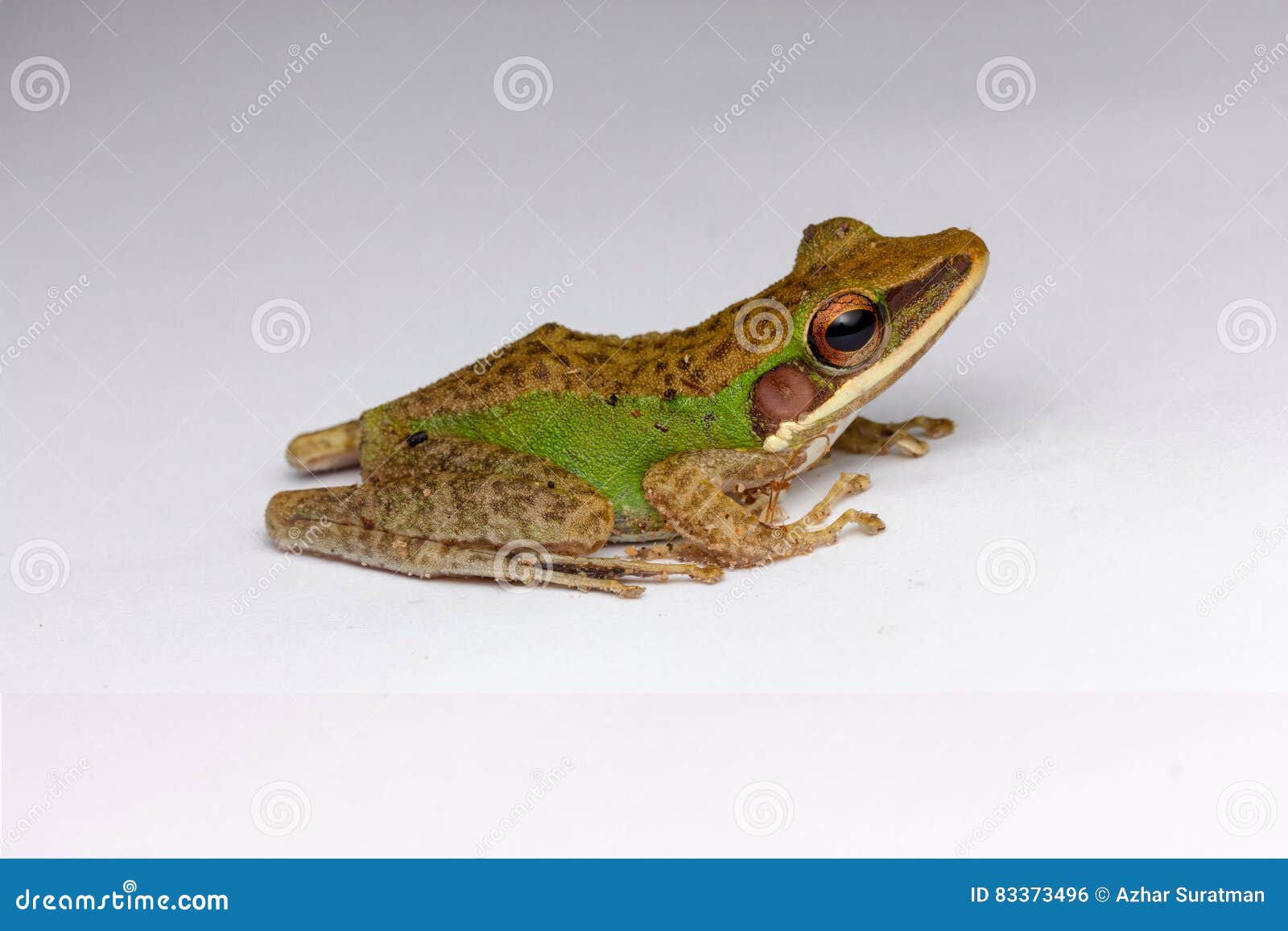 Single images of Frog stock photo. Image of macro, white - 83373496