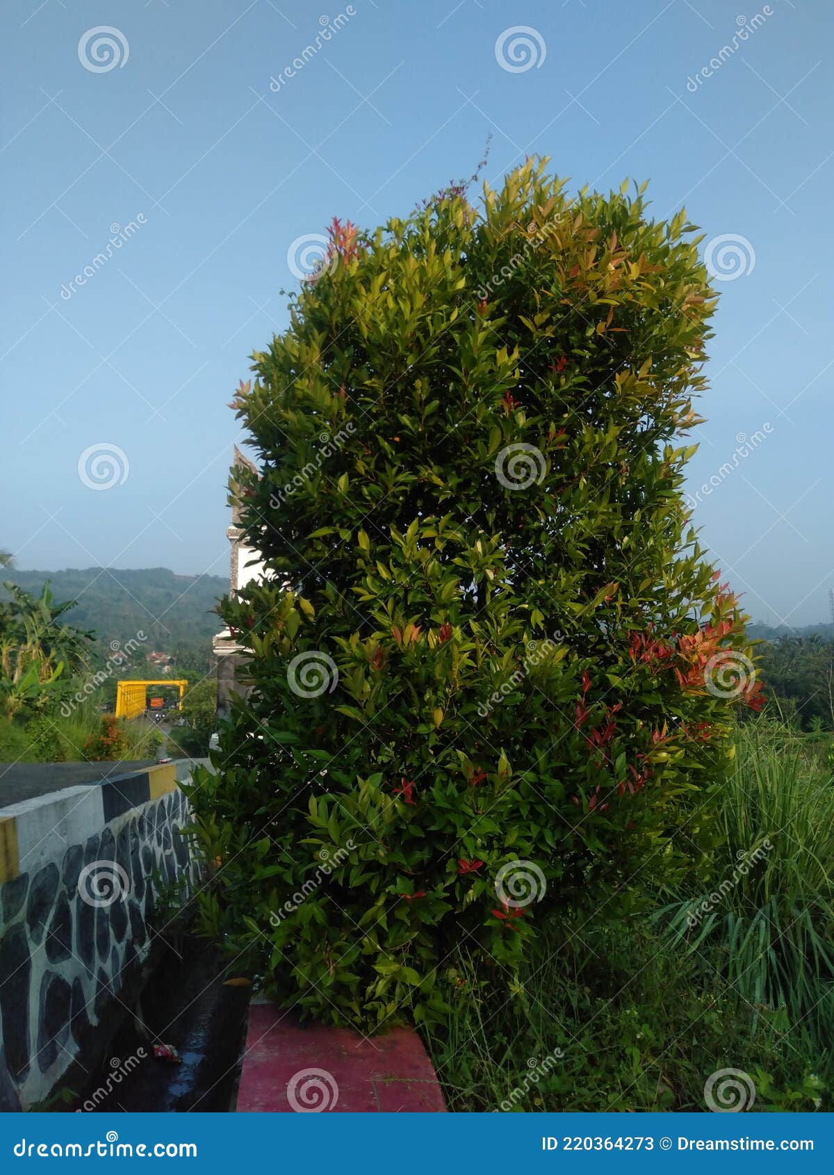 Single and Independent Tree Stock Image - Image of lawn, autumn: 220364273