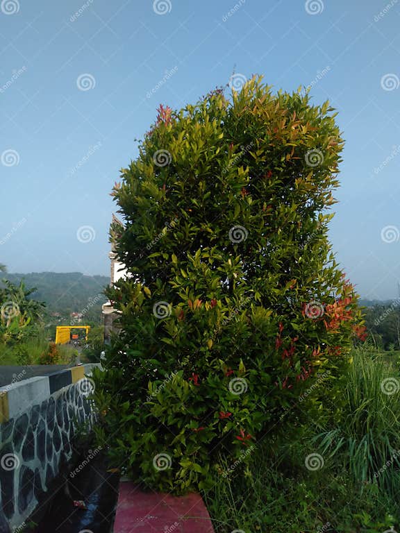 Single and Independent Tree Stock Image - Image of lawn, autumn: 220364273