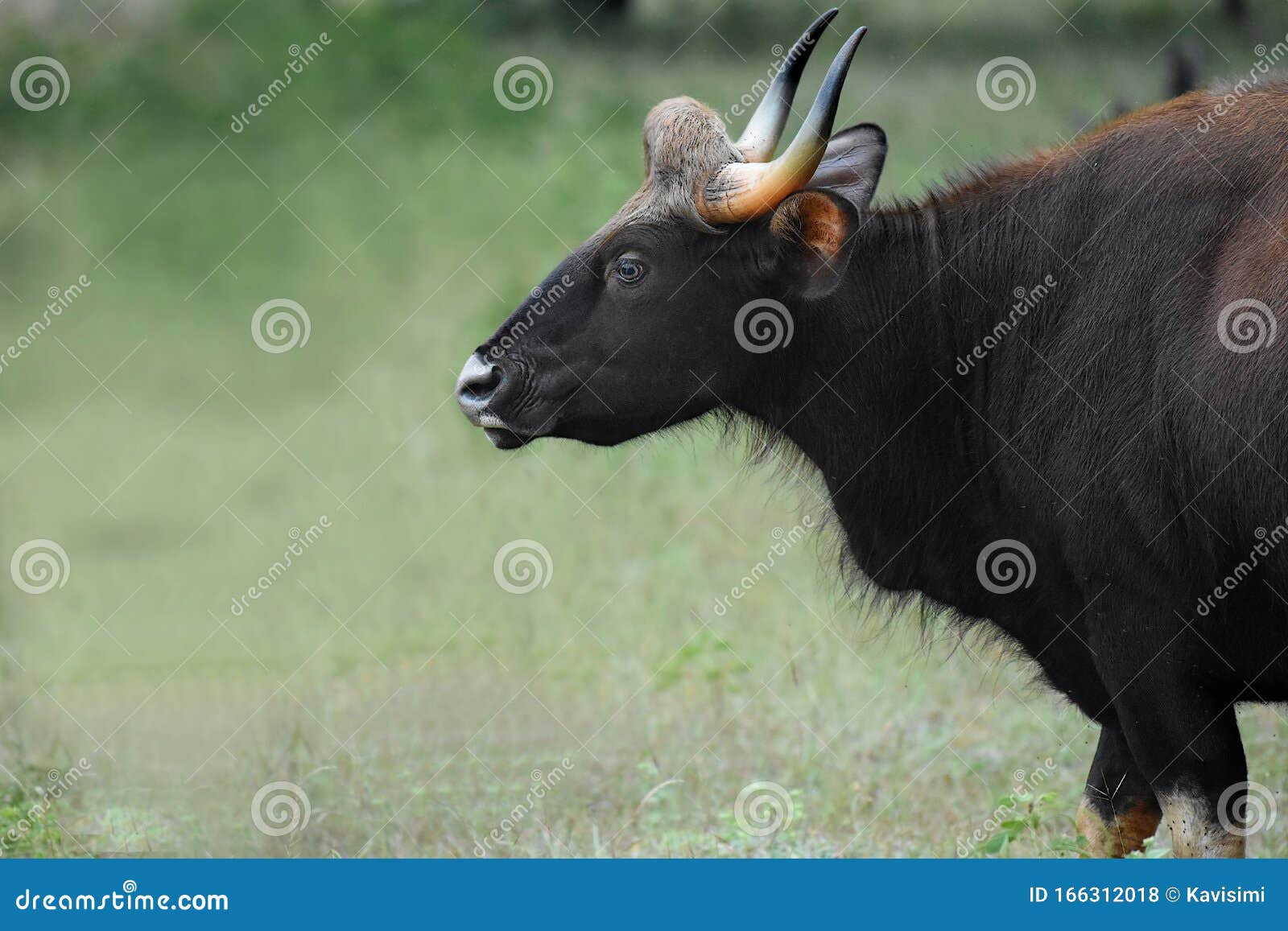 Single Indian Guar Standing in Grass Land Stock Photo - Image of ...