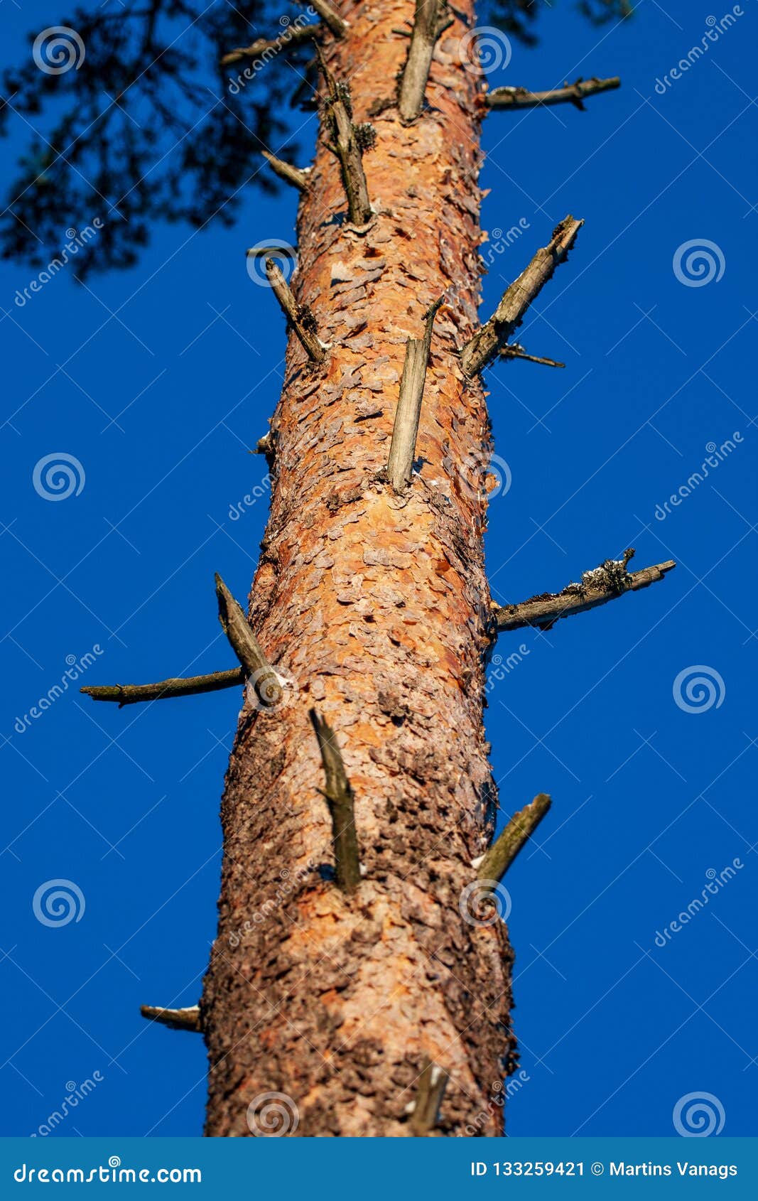 Single Isolated Large Big Tree in Nature Stock Image - Image of tree ...