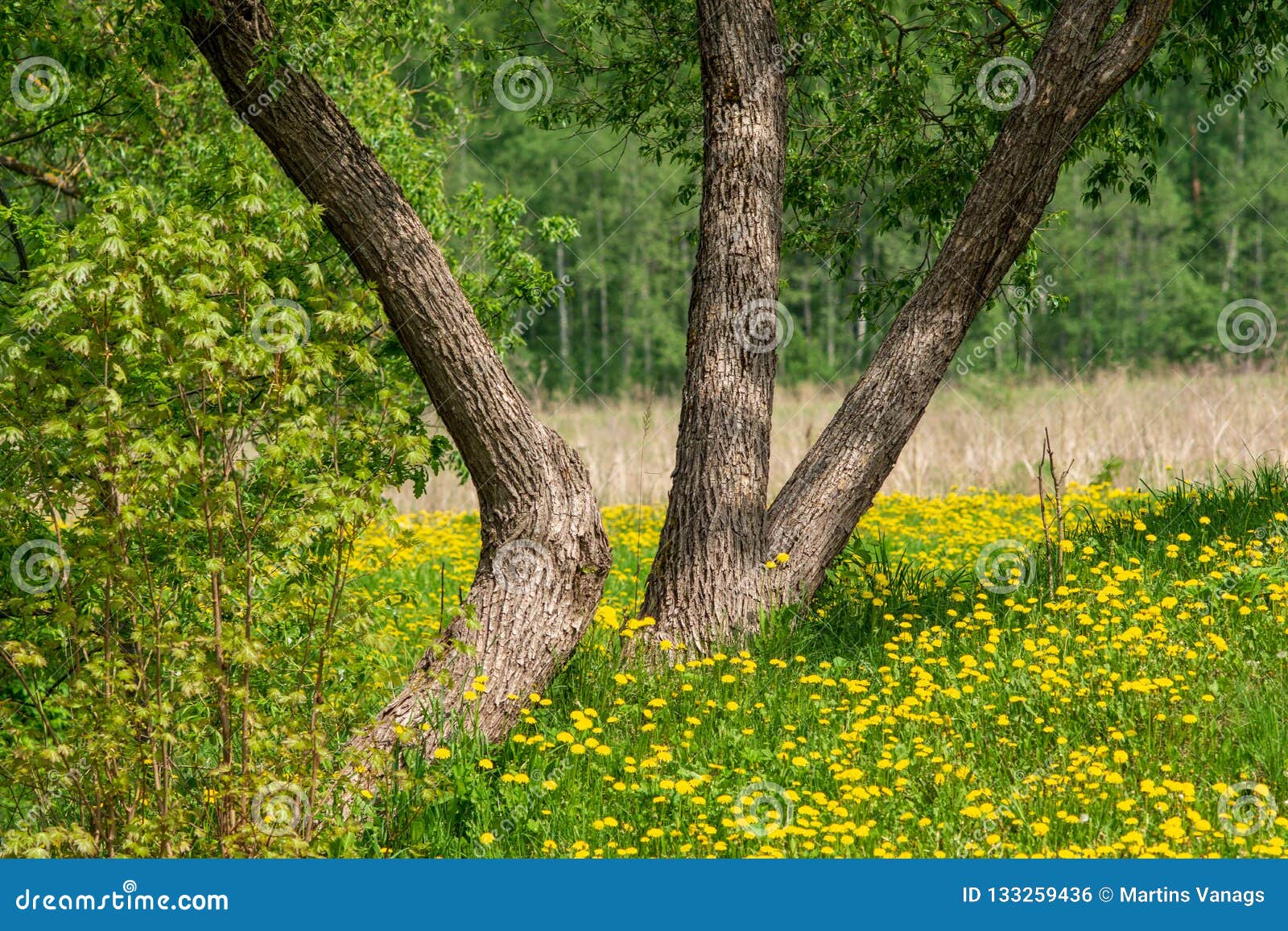 Single Isolated Large Big Tree in Nature Stock Photo - Image of scene ...
