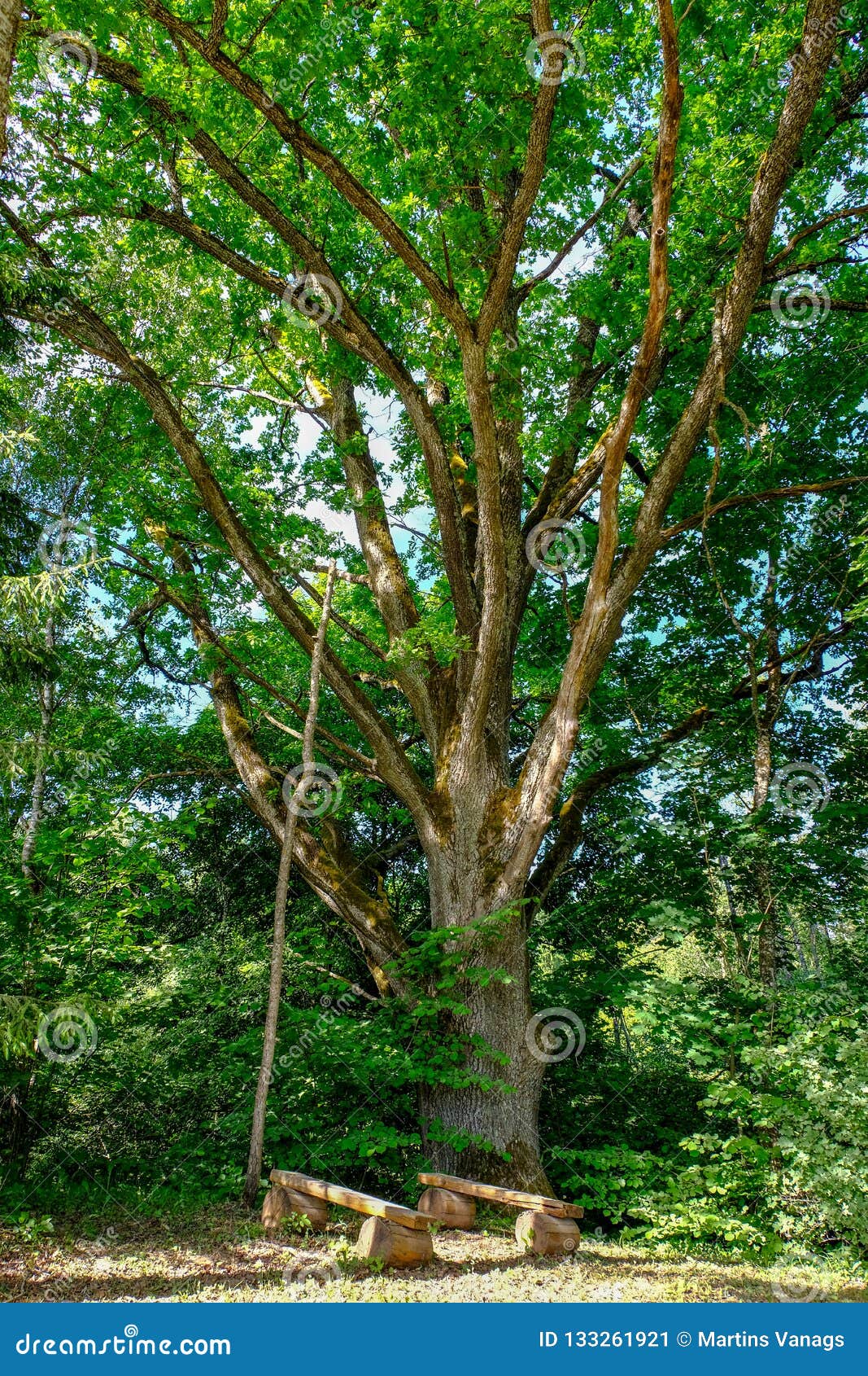 Single Isolated Large Big Tree in Nature Stock Image - Image of tree ...