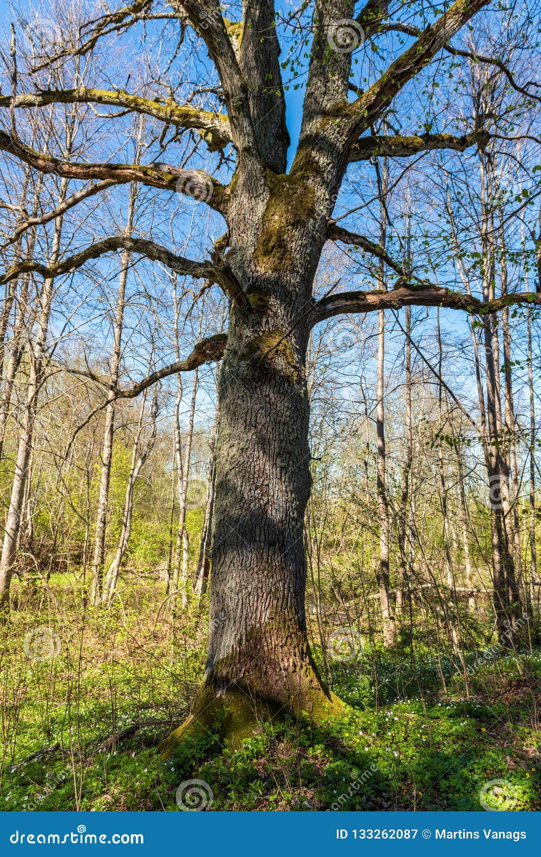 Single Isolated Large Big Tree in Nature Stock Image - Image of snow ...