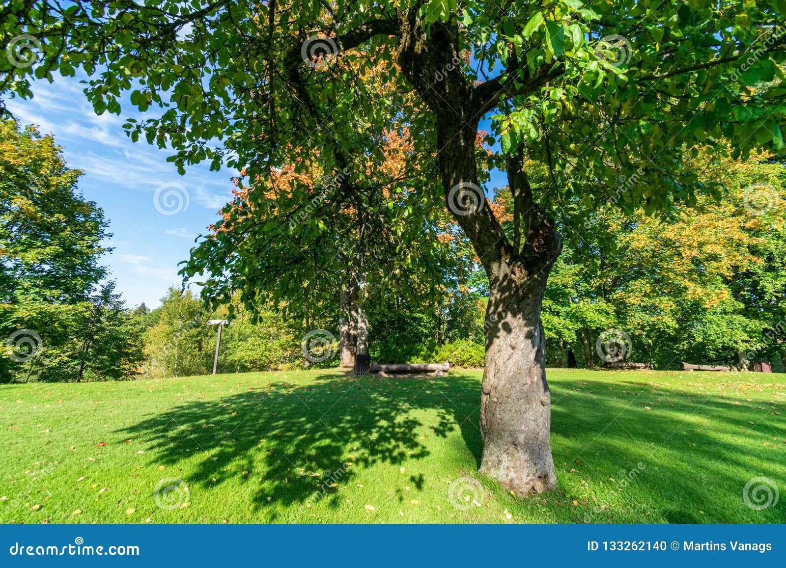 Single Isolated Large Big Tree in Nature Stock Photo - Image of ...