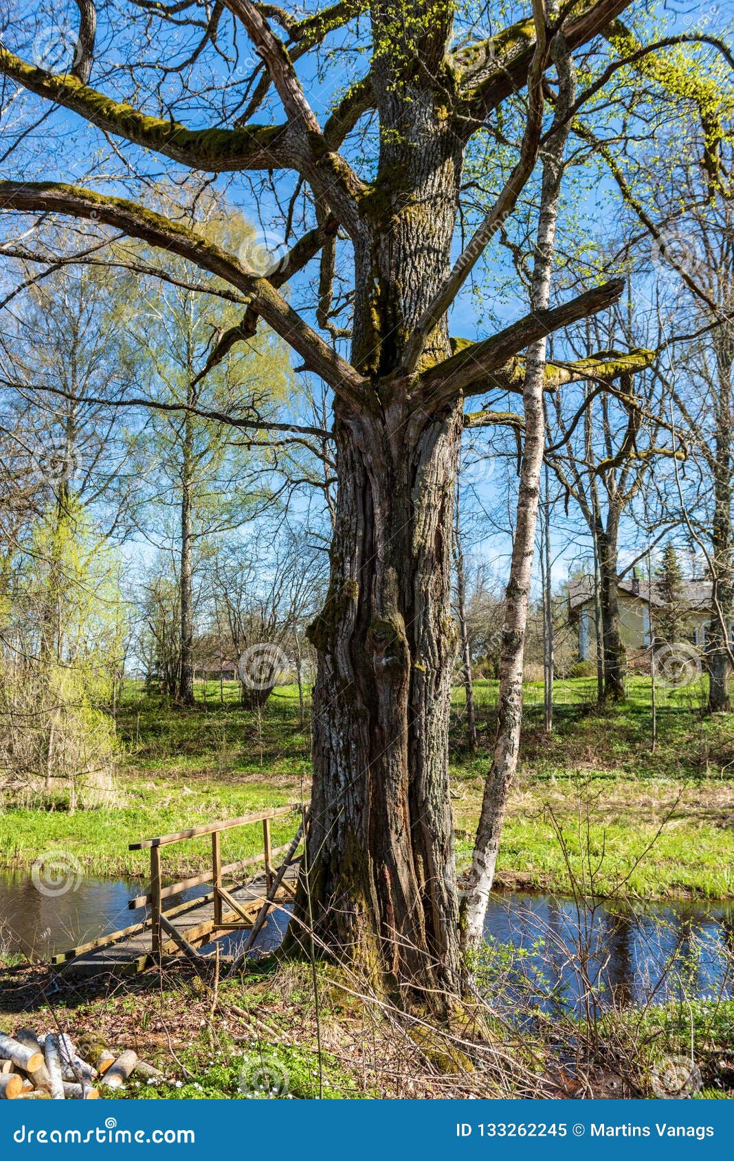 Single Isolated Large Big Tree in Nature Stock Image - Image of ...