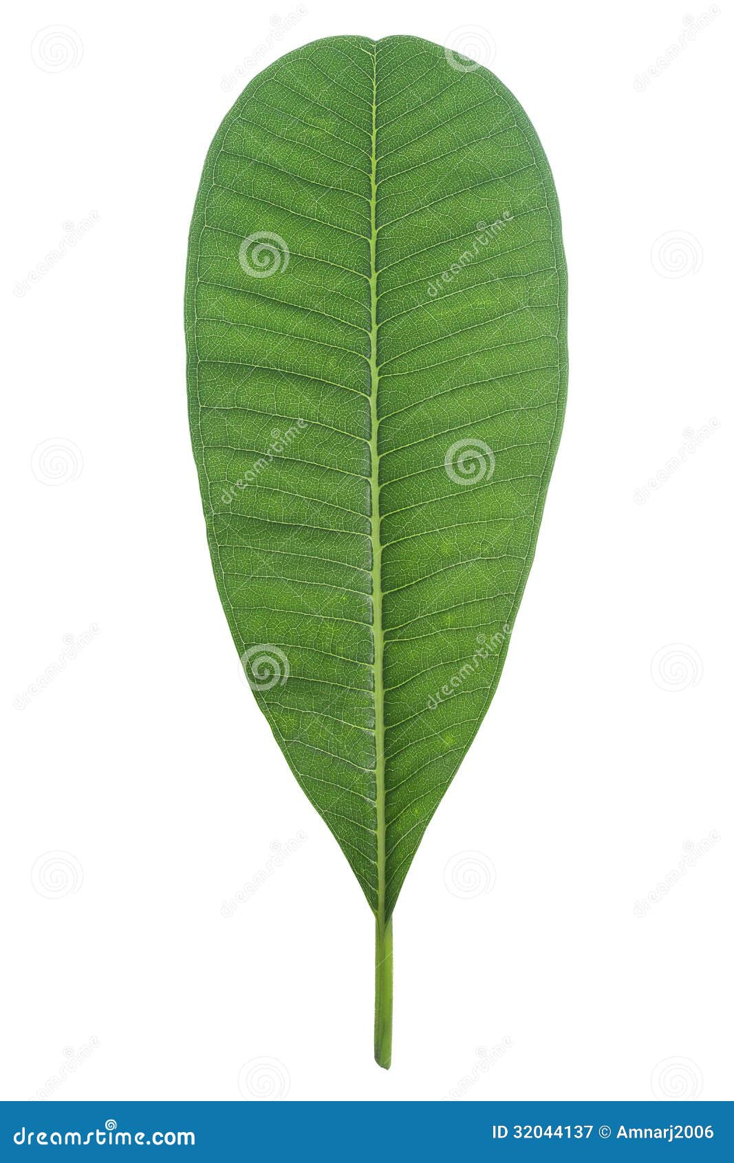 Single isolated leaf stock image. Image of nature, natural - 32044137