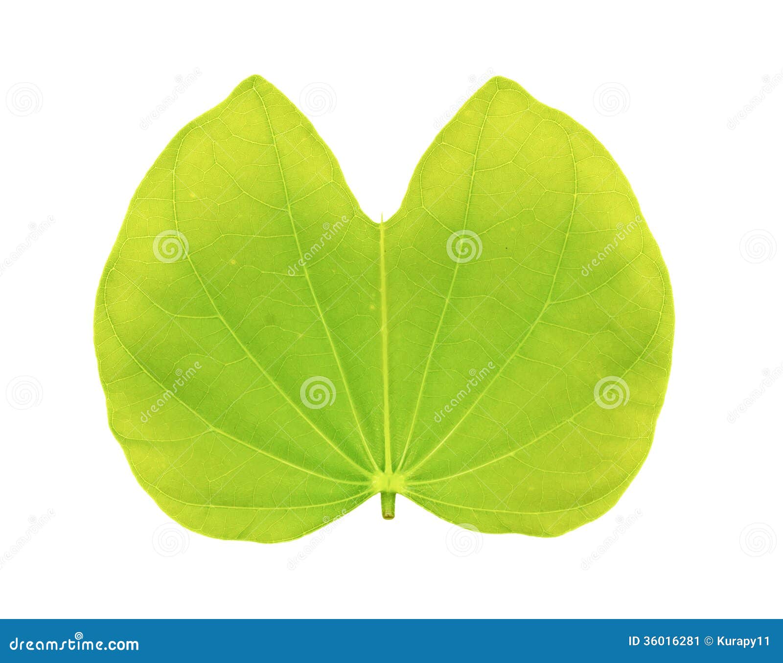 Single isolated leaf stock image. Image of closeup, plant - 36016281