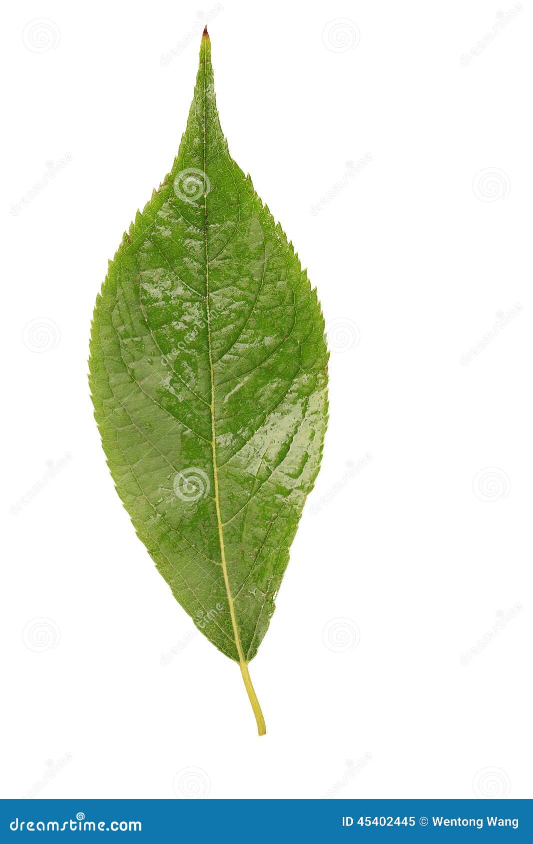 Single isolated leaf stock image. Image of plant, leaf - 45402445