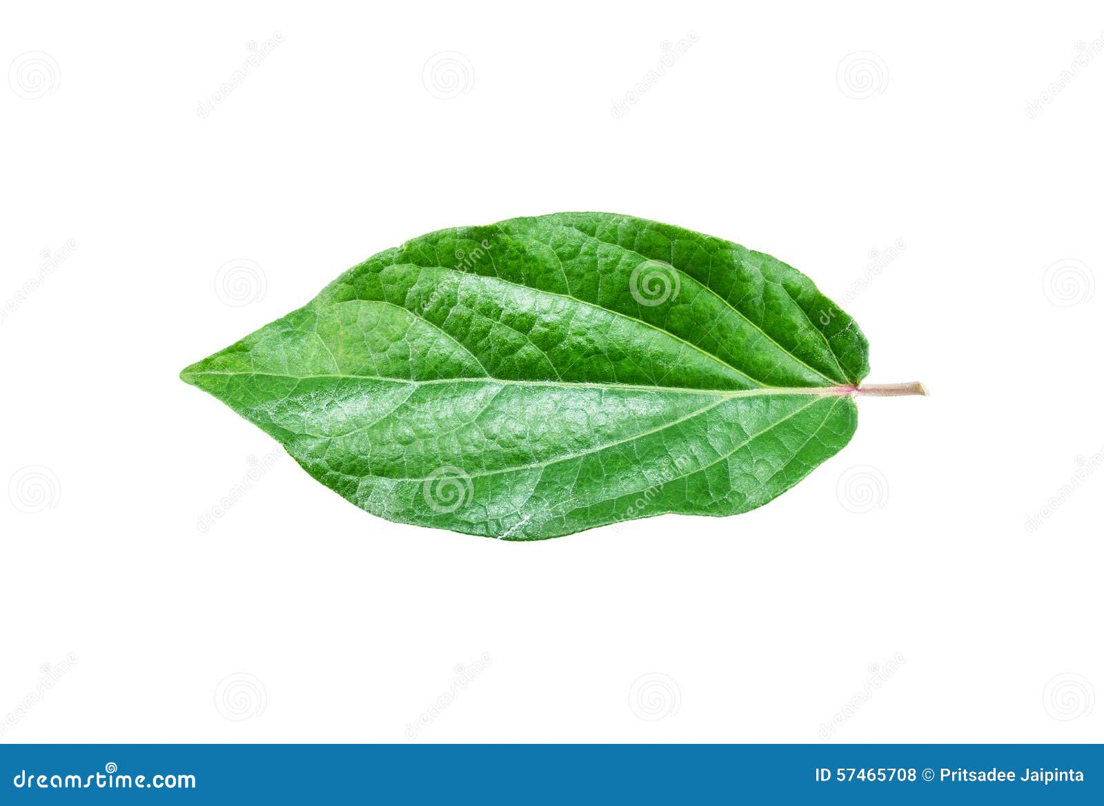 Single isolated leaf stock photo. Image of bright, tree - 57465708