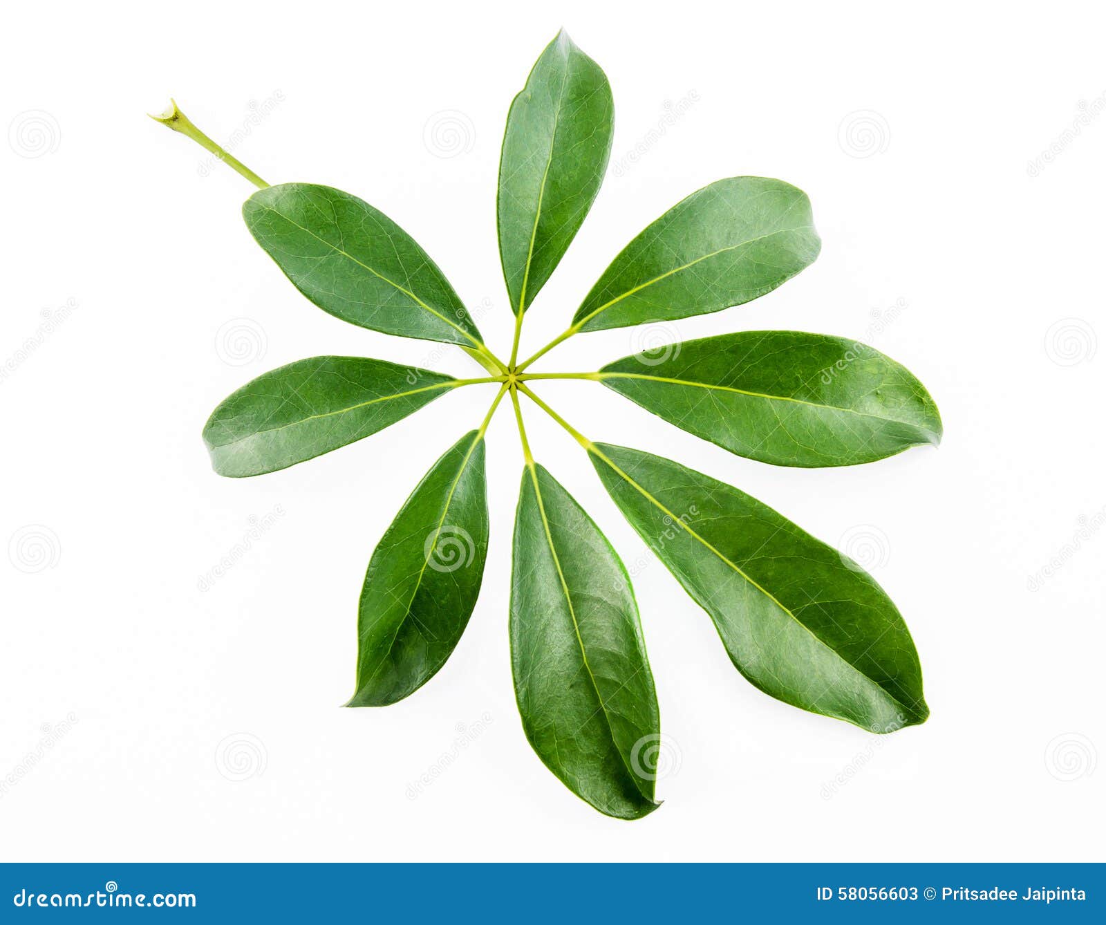 Single Isolated Cheese Cracker On White Background, Home Made Food, Use ...