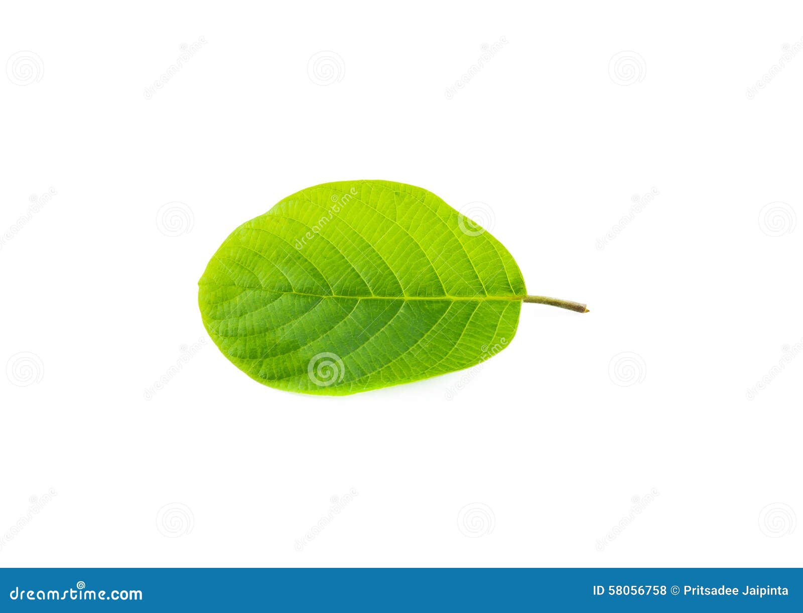 Single Isolated Leaf on a White Stock Photo - Image of nature, closeup ...