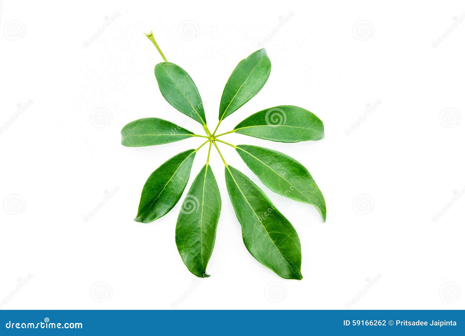 Single isolated leaf stock photo. Image of leaf, closeup - 59166262
