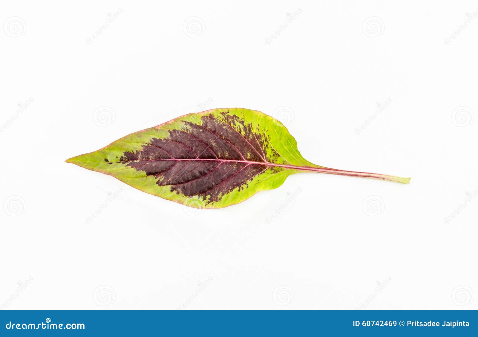Single isolated leaf stock image. Image of single, freshness - 60742469