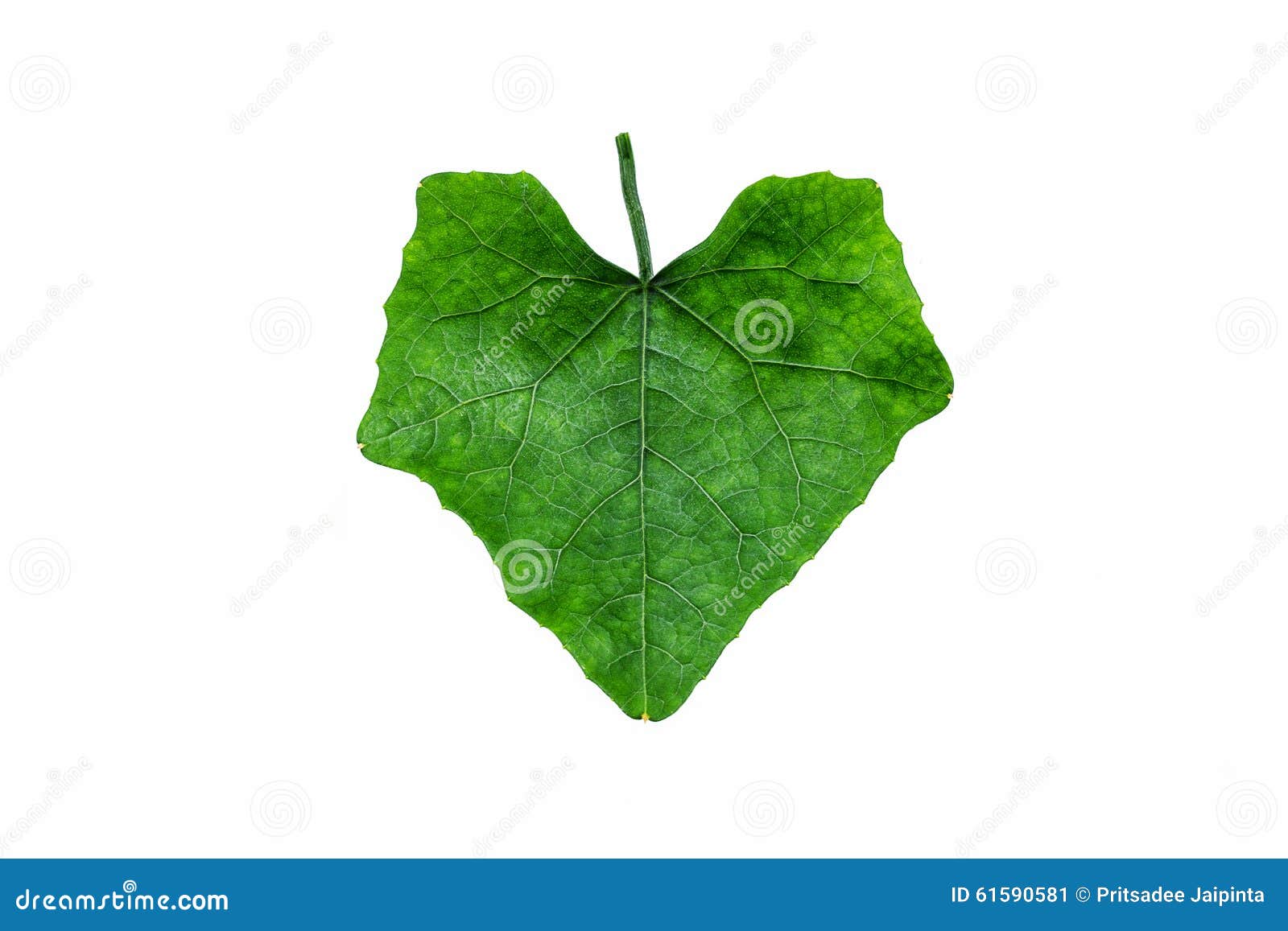 Single isolated leaf stock image. Image of herbal, macro - 61590581