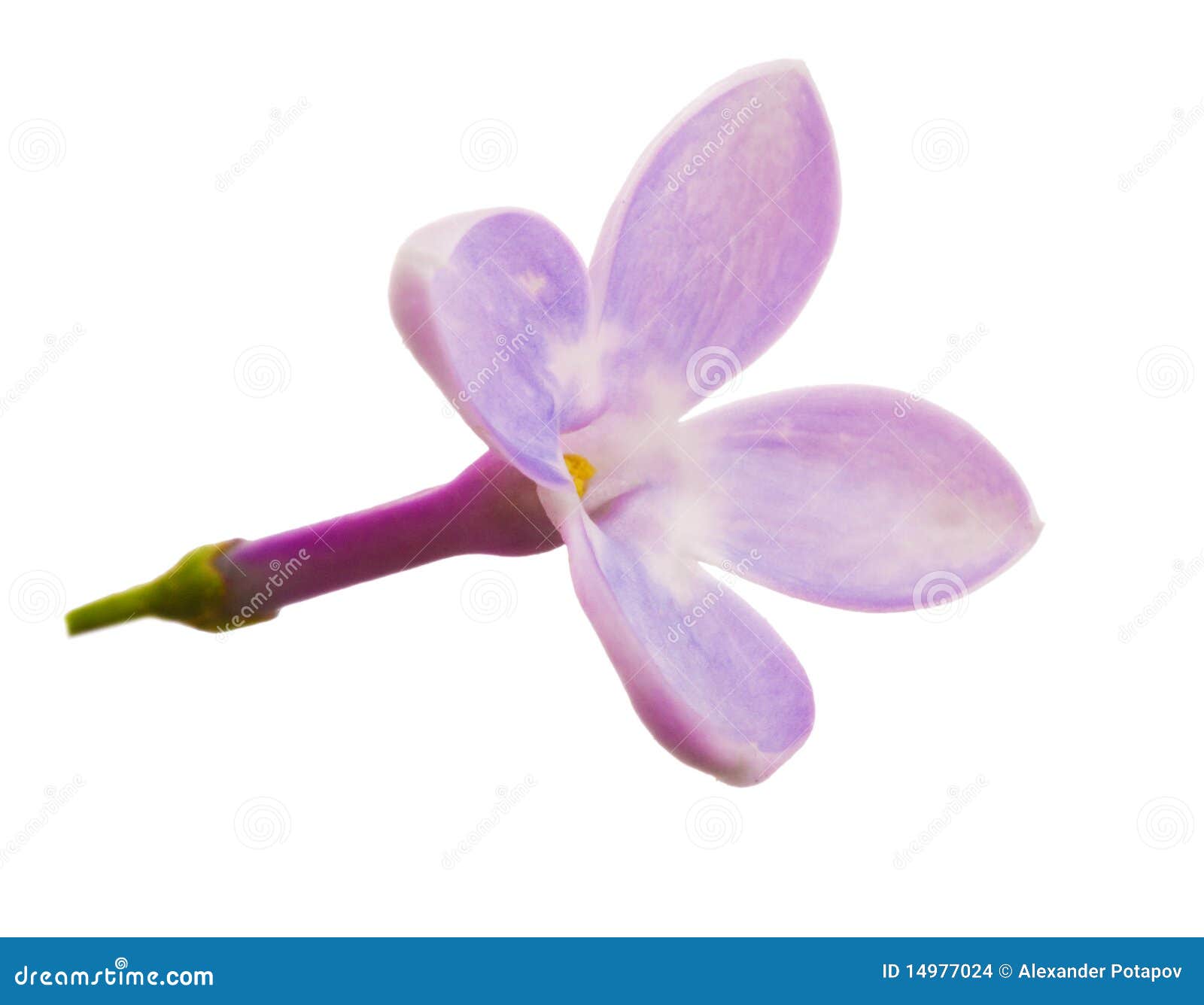 Single Lilac Flower