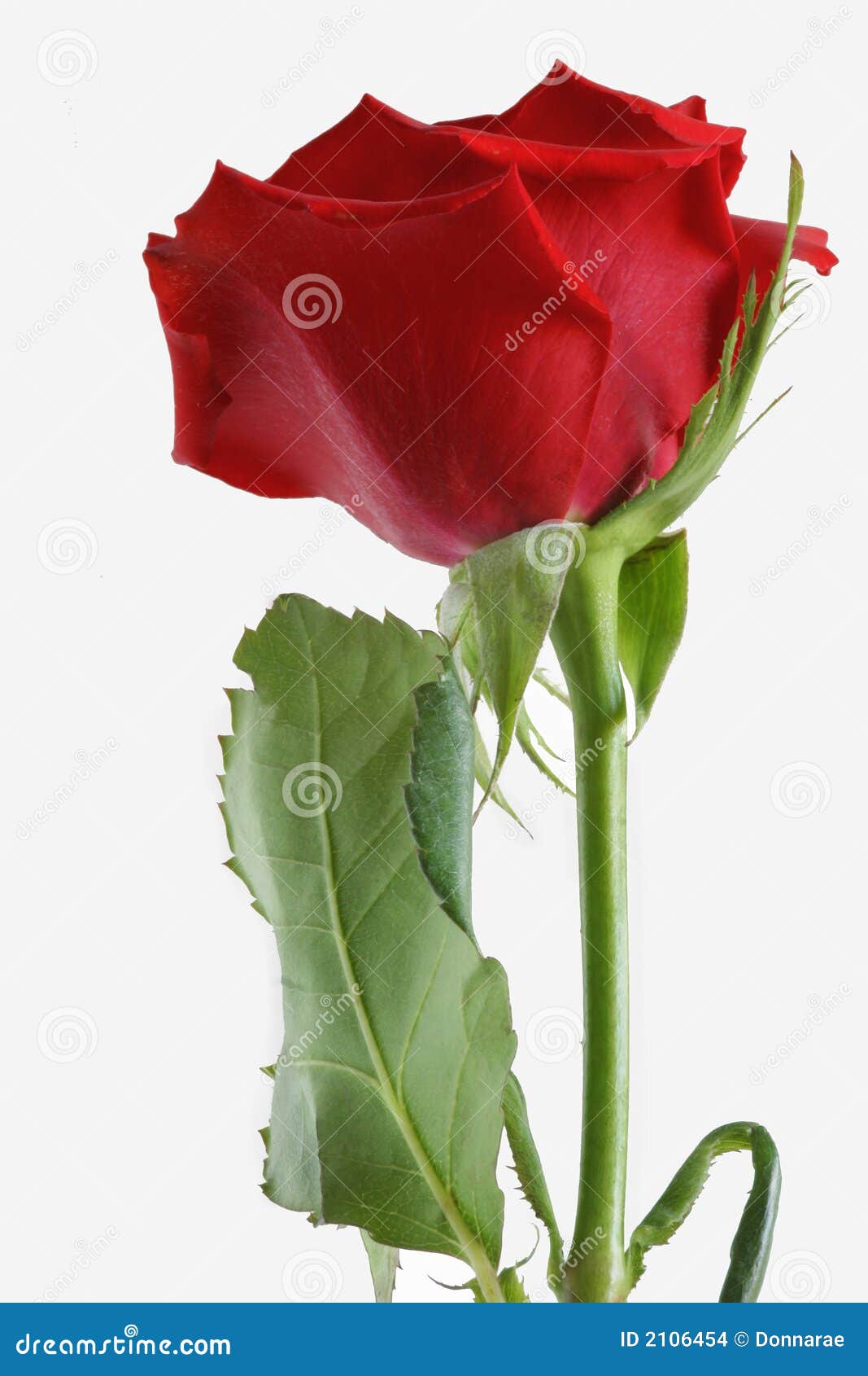 Single Isolated Long Stemmed Red Rose Stock Photo - Image of natual ...