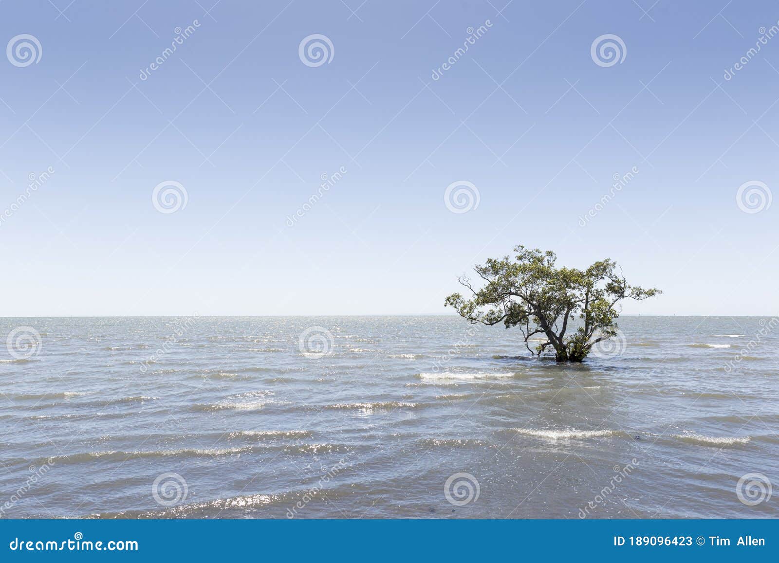 Single Isolated Mangrove Tree Standing in Low Flat Water Stock Image ...