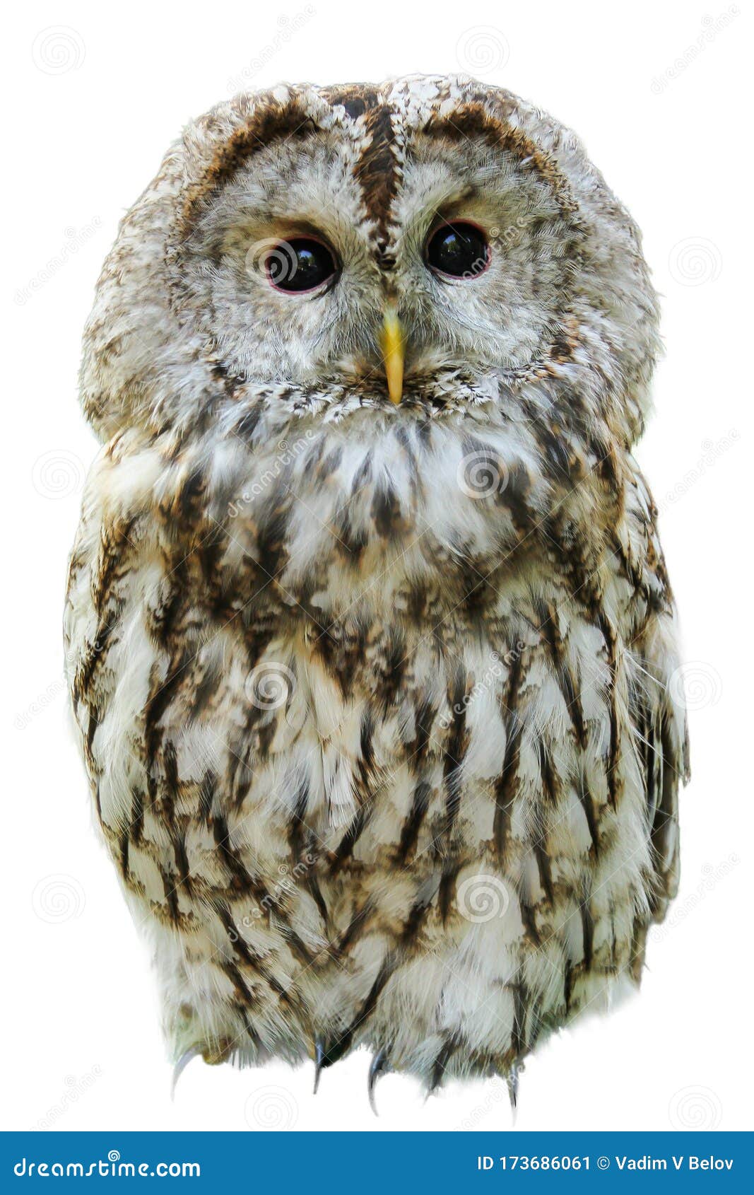 Single isolated owl stock image. Image of cutting, nature - 173686061