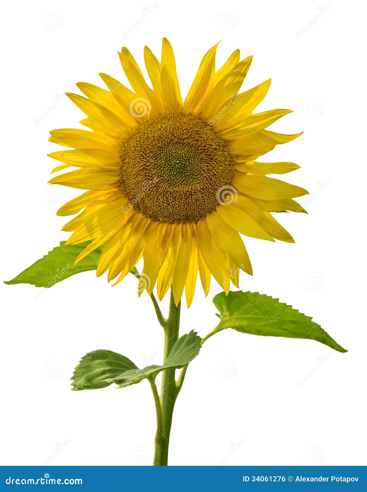 Single Isolated Sunflower On White Stock Photo - Image of macro, green ...