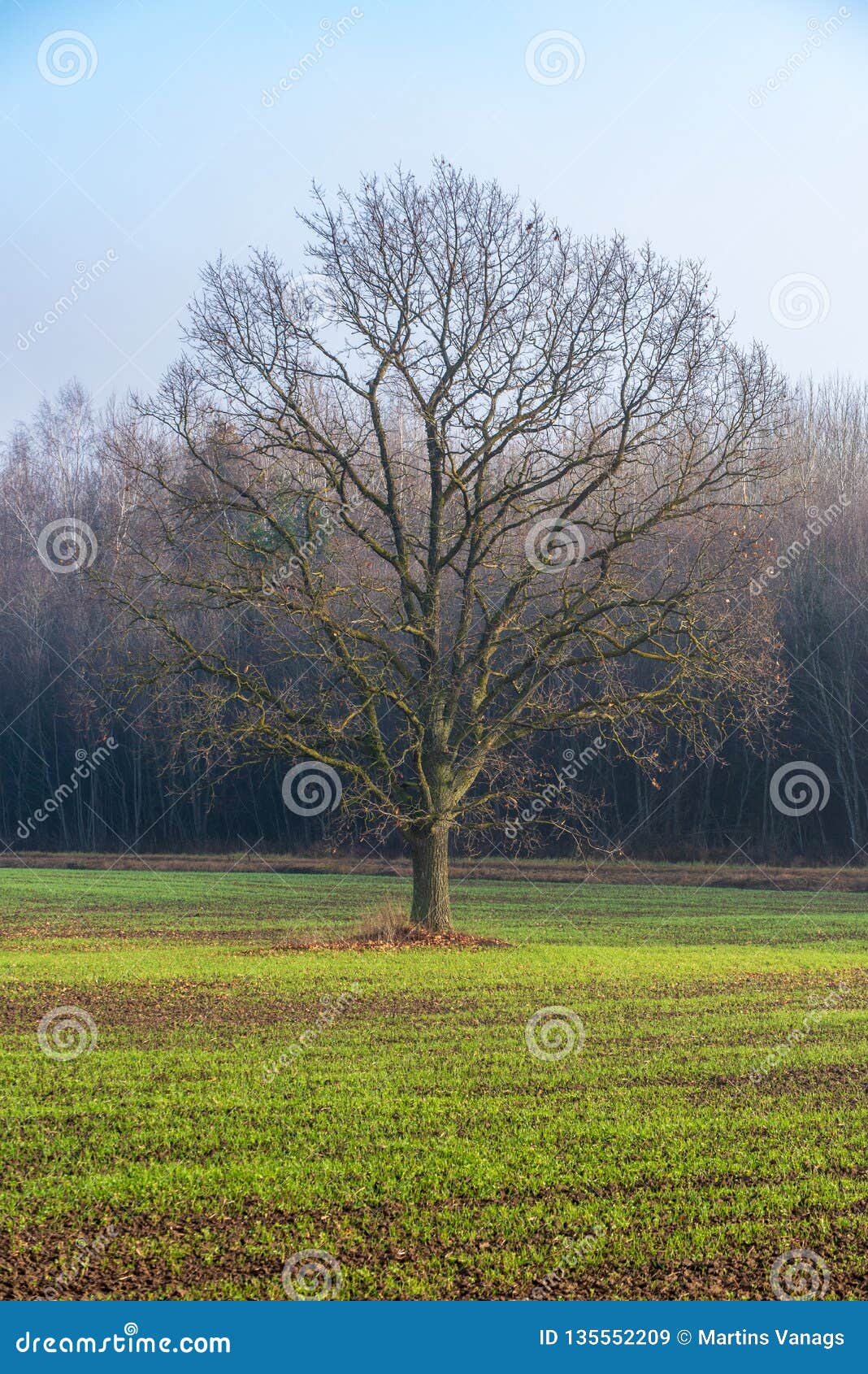 Single Isolated Tree in Green Meadow Field in Summer Stock Image ...