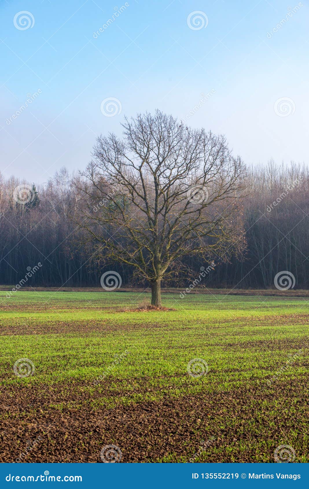 Single Isolated Tree in Green Meadow Field in Summer Stock Image ...