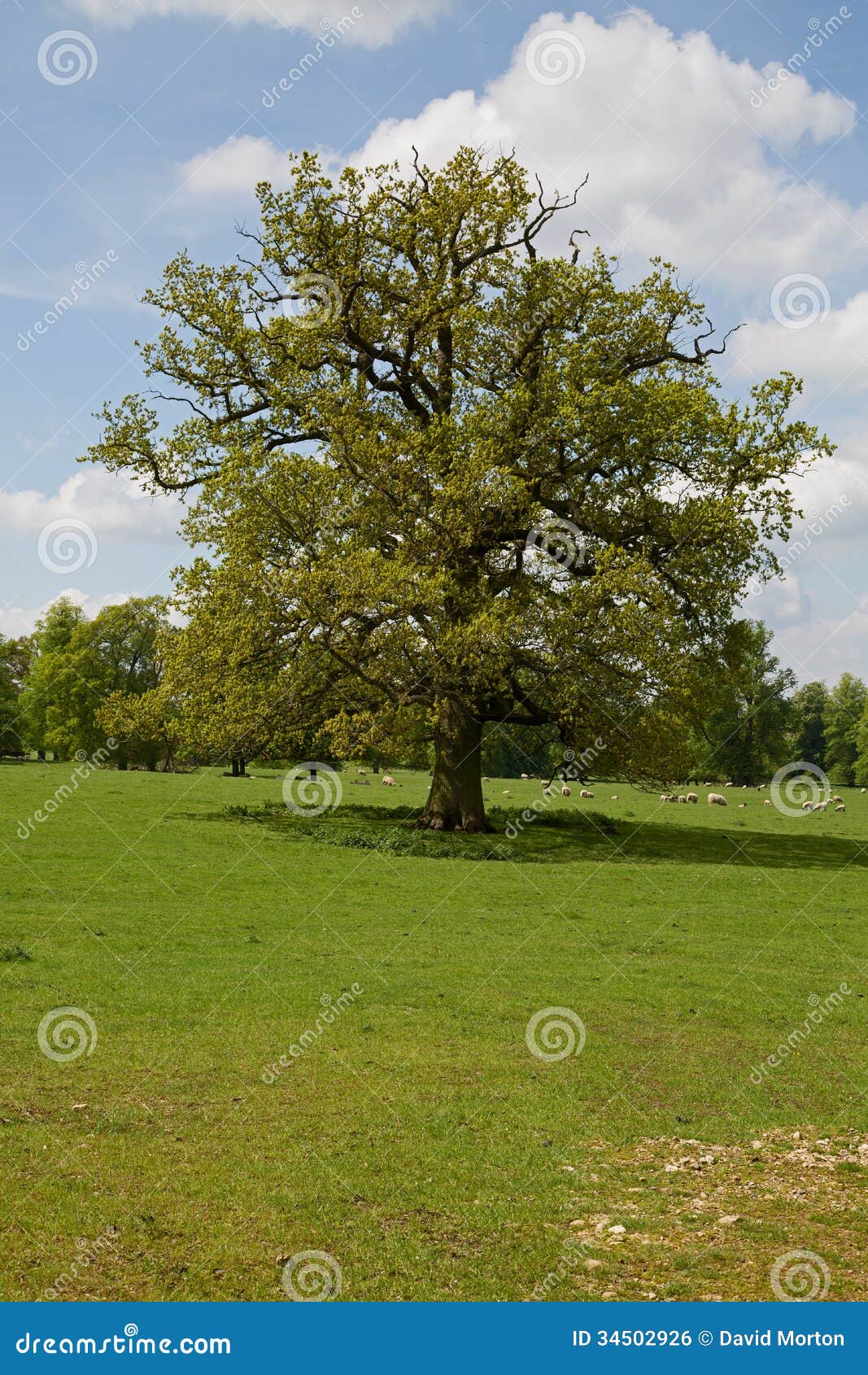 Single isolated tree stock photo. Image of shadow, leaf - 34502926