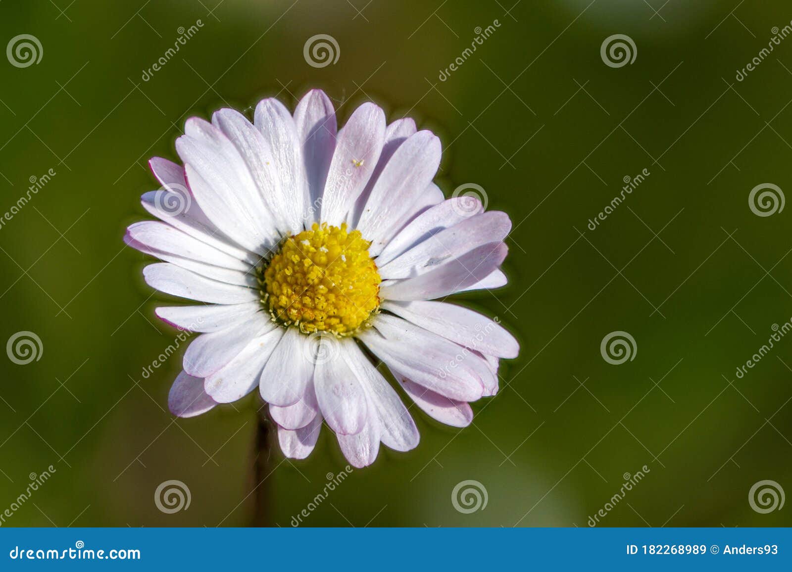Single Isolated Wild Daisy Flower Stock Image - Image of camomile ...