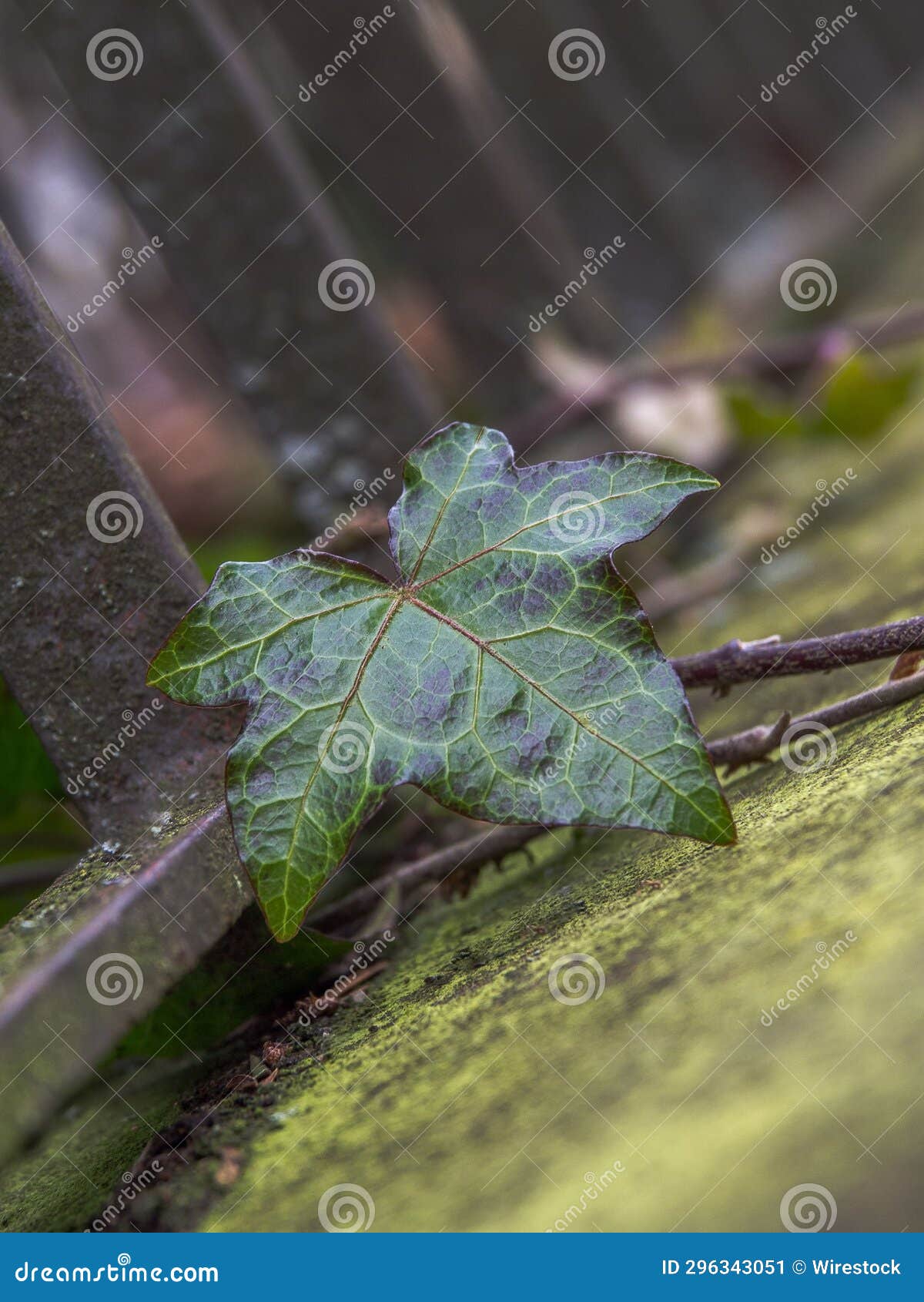 Single Ivy Leaf on the Ground Near a Fence Stock Image - Image of ...