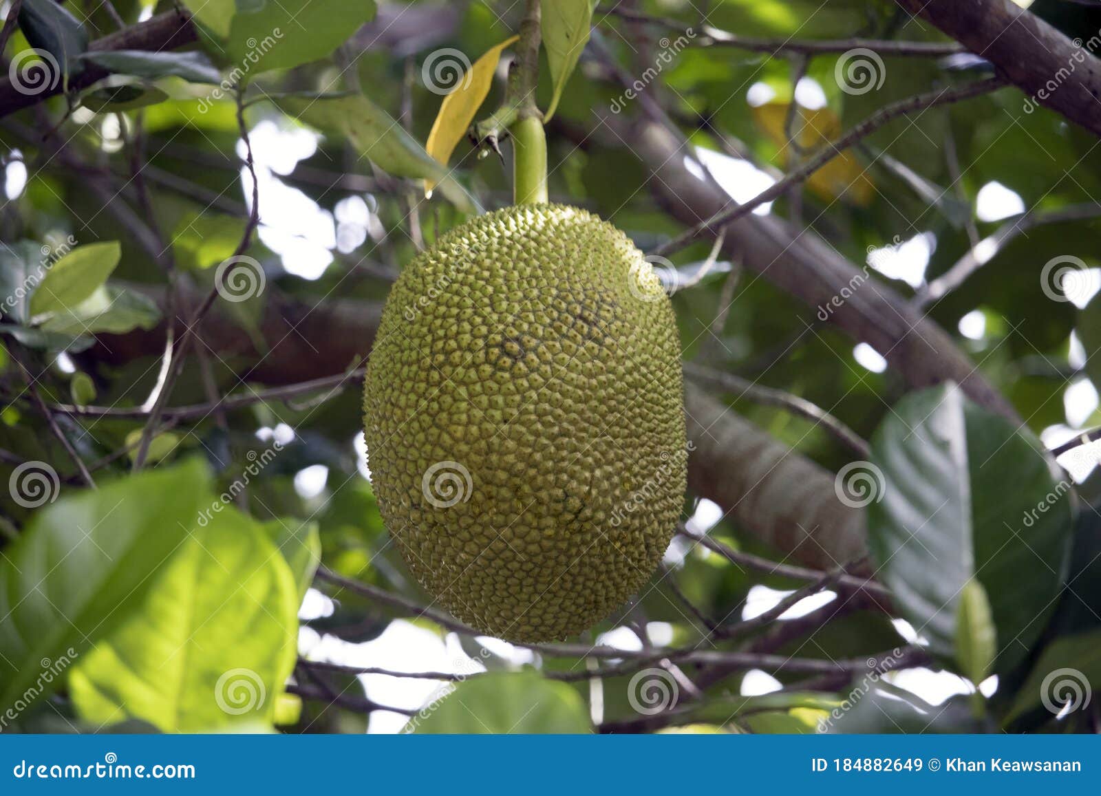 Single Jackfruit Artocarpus Heterophyllus Fruit Growing On A Tree On ...
