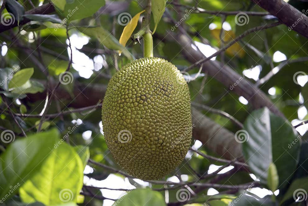 A Single Jackfruit on a Branch Stock Image - Image of tropical, object ...
