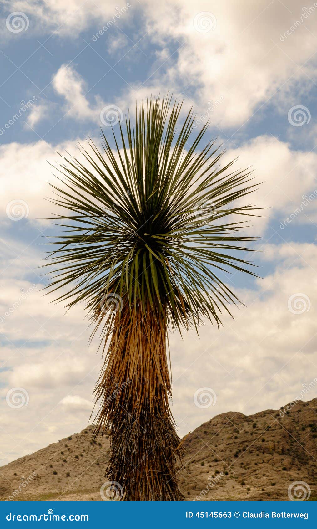Single Joshua Tree stock image. Image of climate, vertical - 45145663