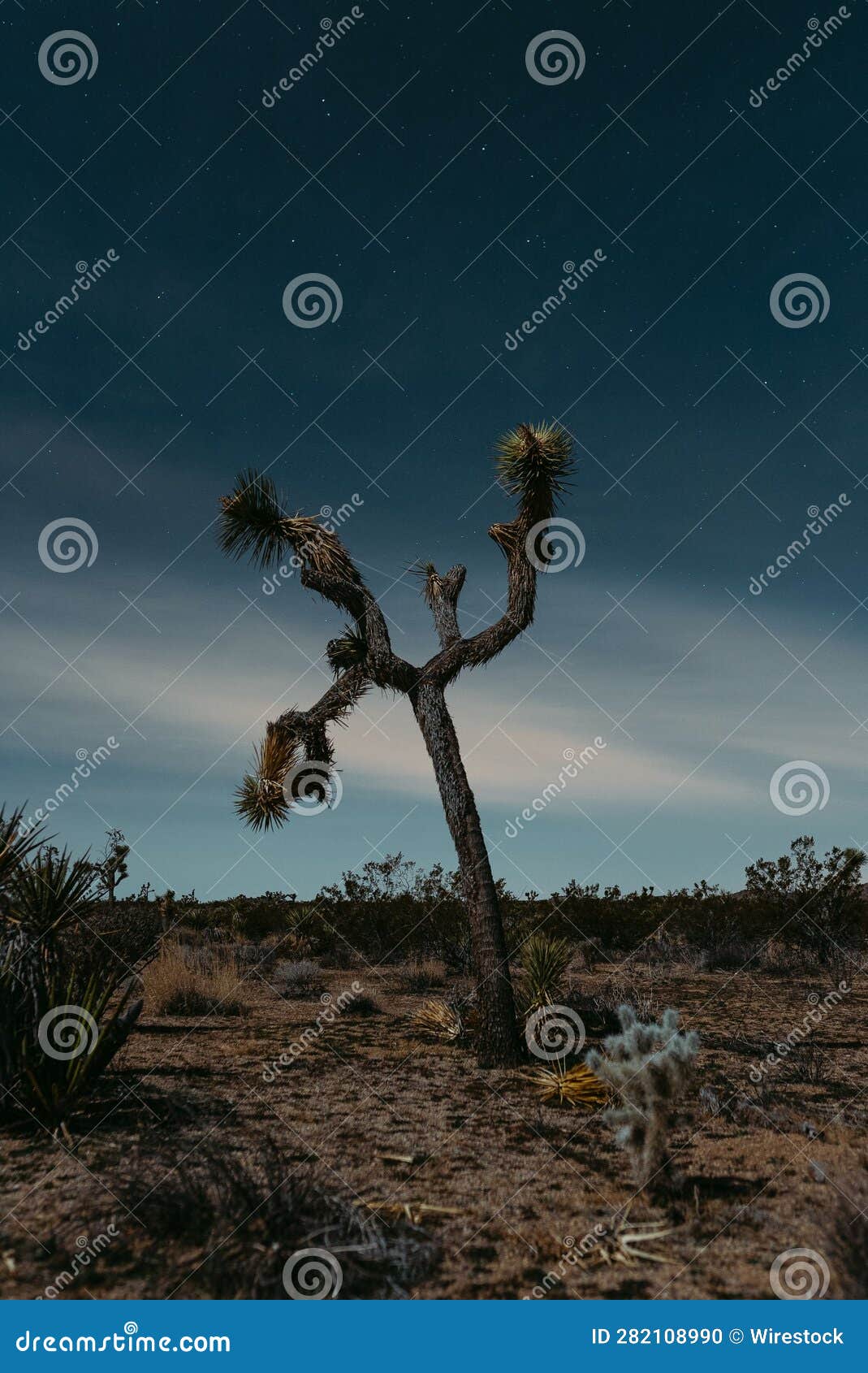 Single Joshua Tree Standing in the Foreground of a Vast Desert ...