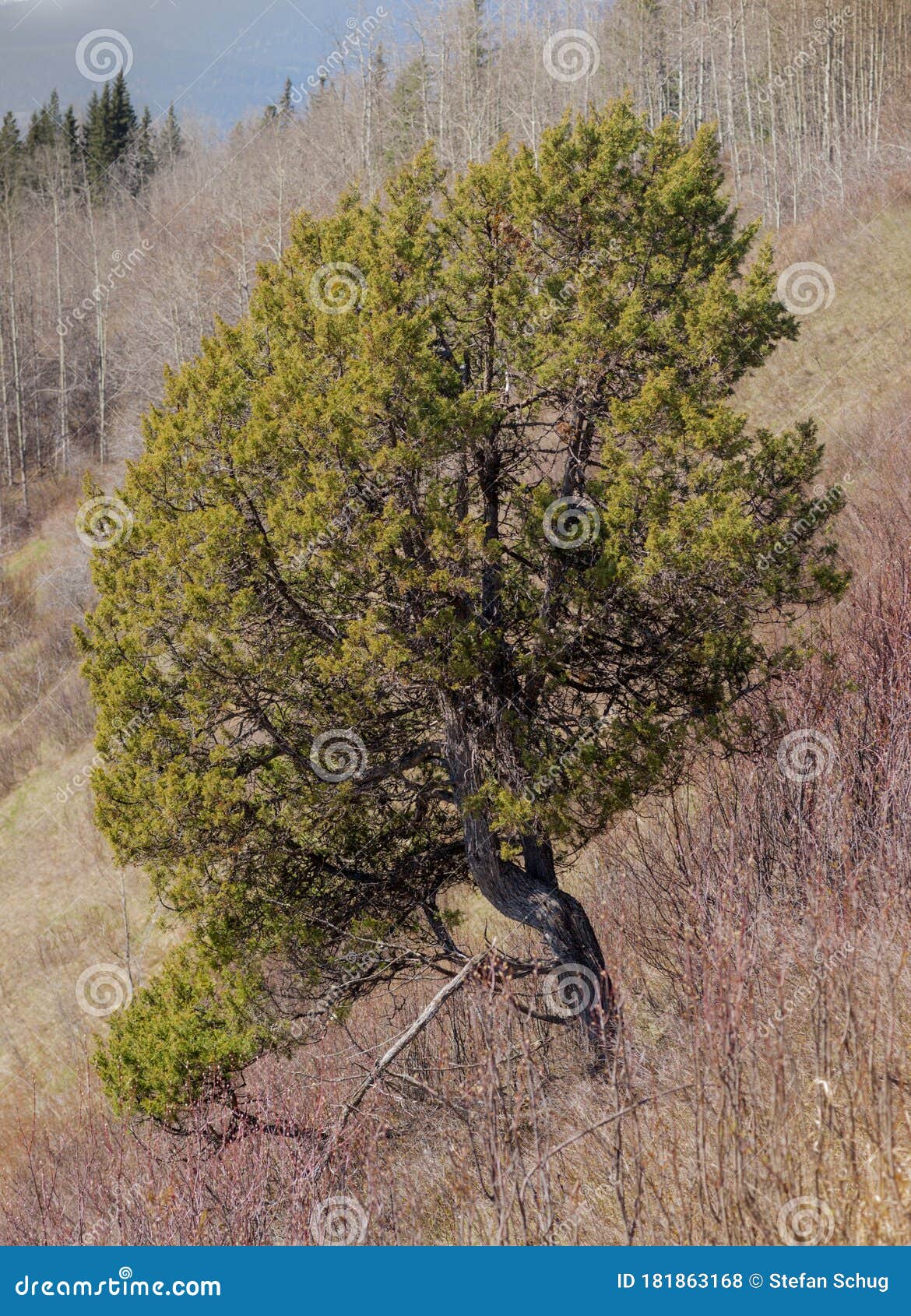 Single Juniper Tree stock photo. Image of south, indicator - 181863168