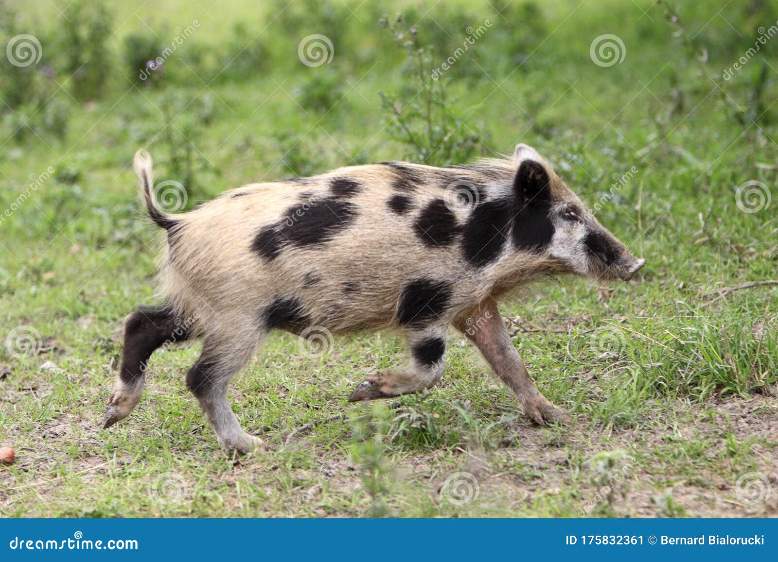 Single Juvenile Wild Boar in a Forest during Summer Period Stock Image ...