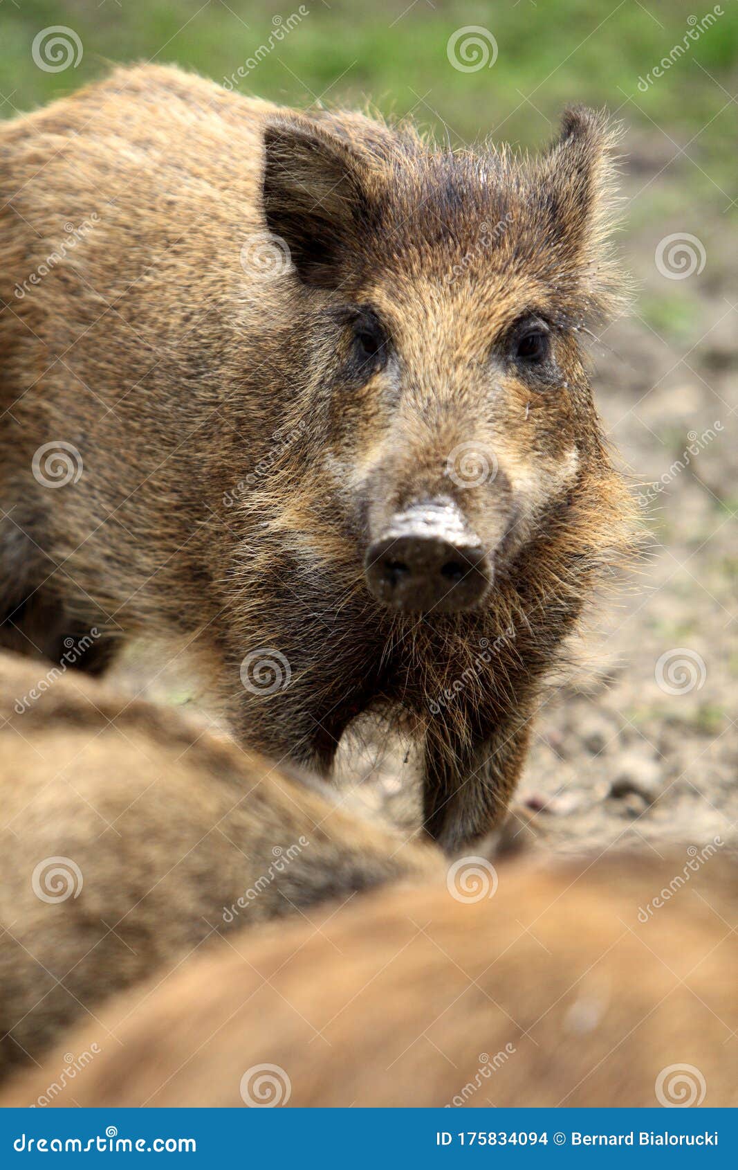 Single Juvenile Wild Boar in a Forest during Summer Period Stock Photo ...