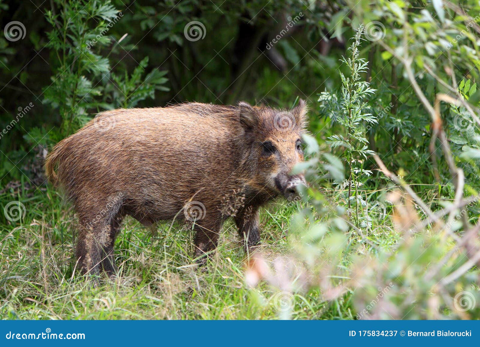 Single Juvenile Wild Boar in a Forest during Summer Period Stock Image ...