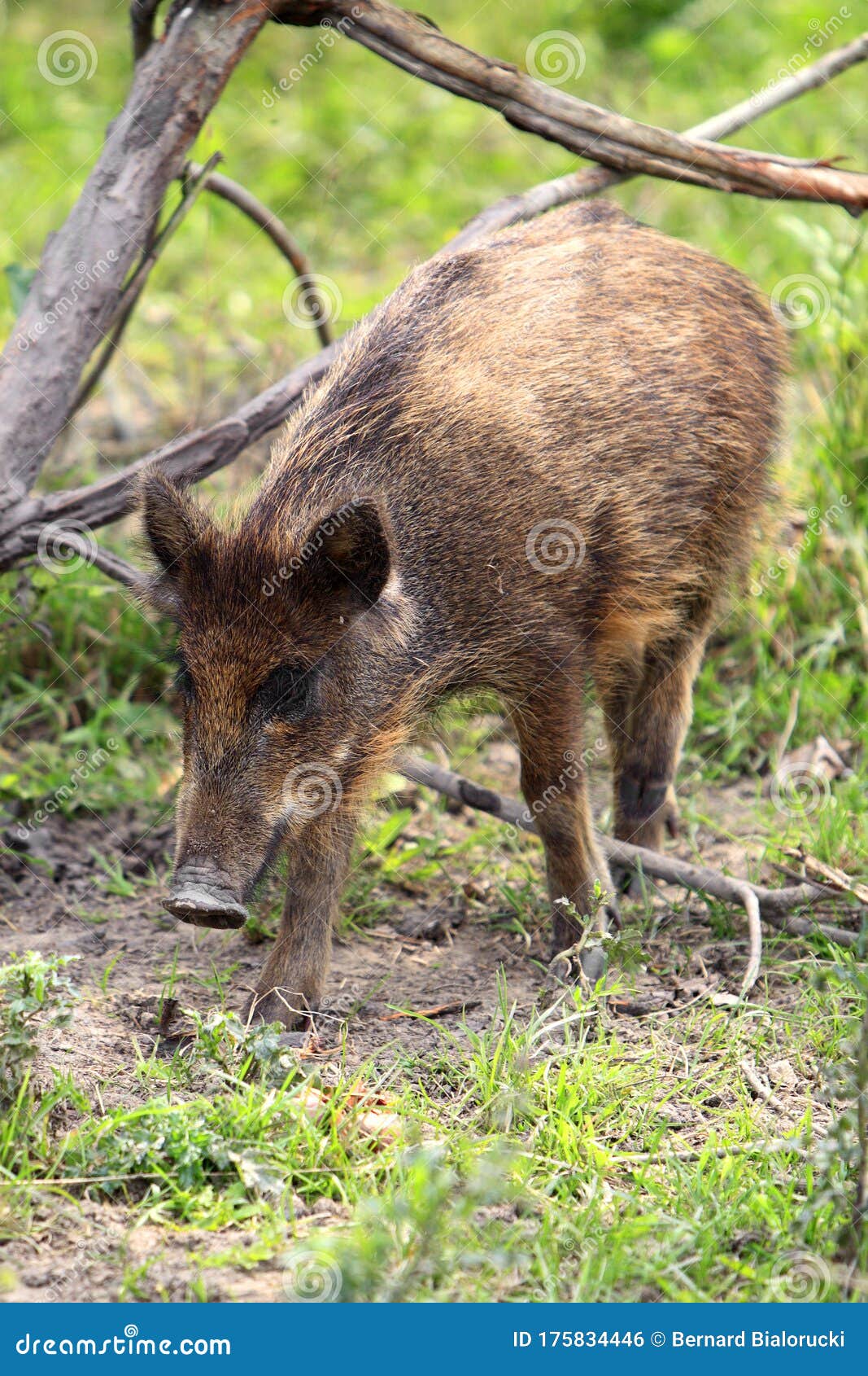 Single Juvenile Wild Boar in a Forest during Summer Period Stock Photo ...