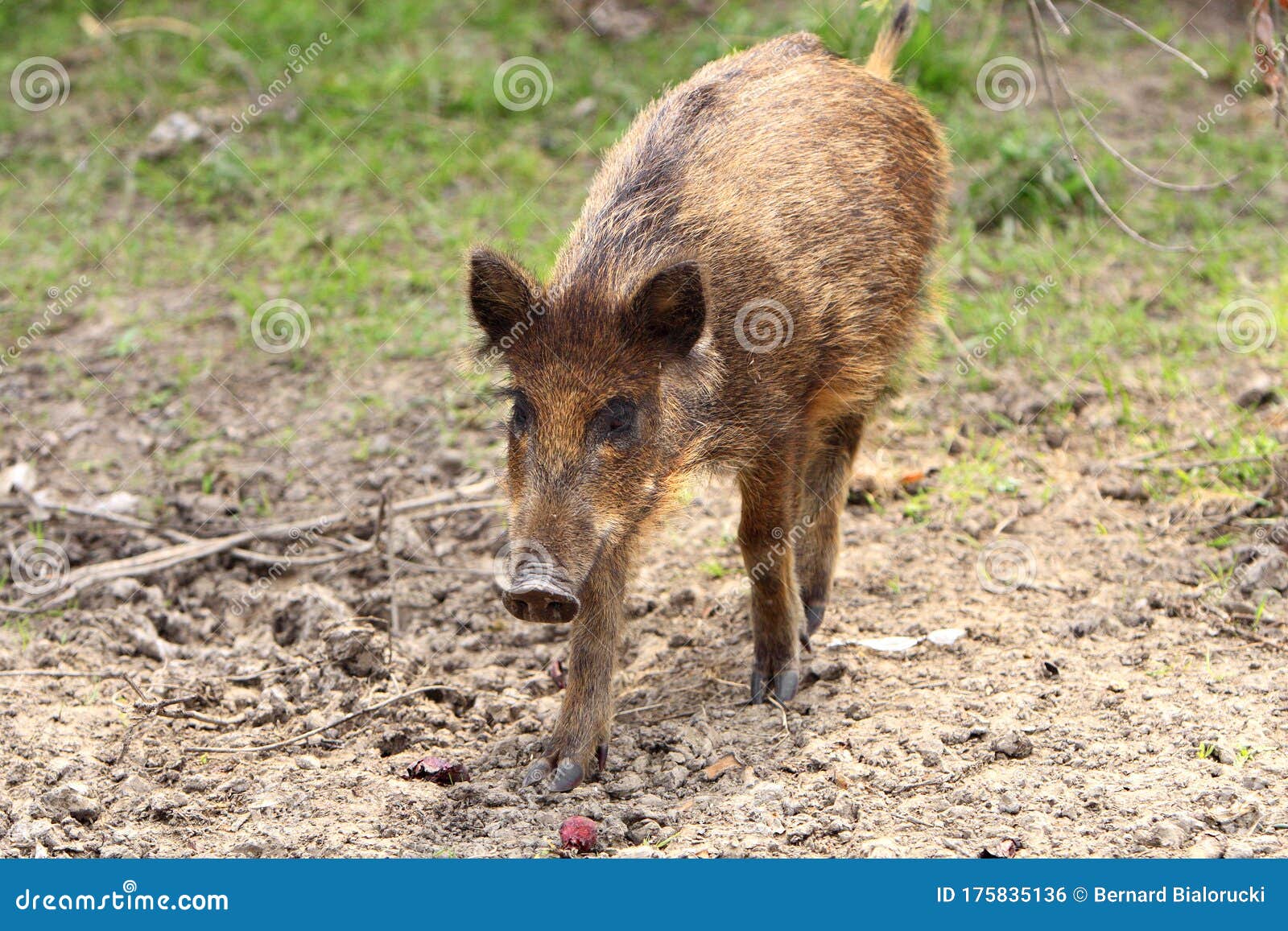 Single Juvenile Wild Boar in a Forest during Summer Period Stock Photo ...