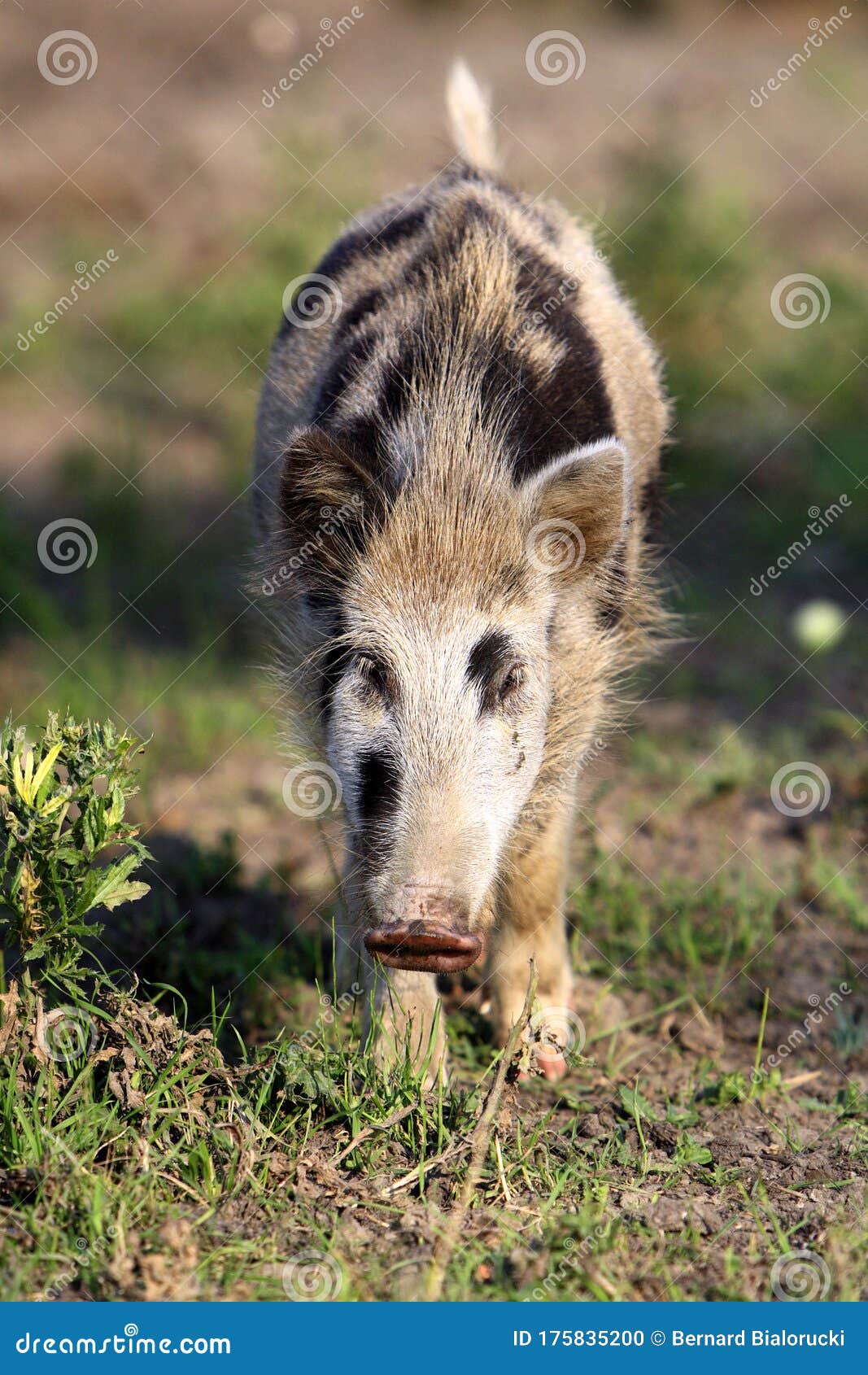 Single Juvenile Wild Boar in a Forest during Summer Period Stock Photo ...