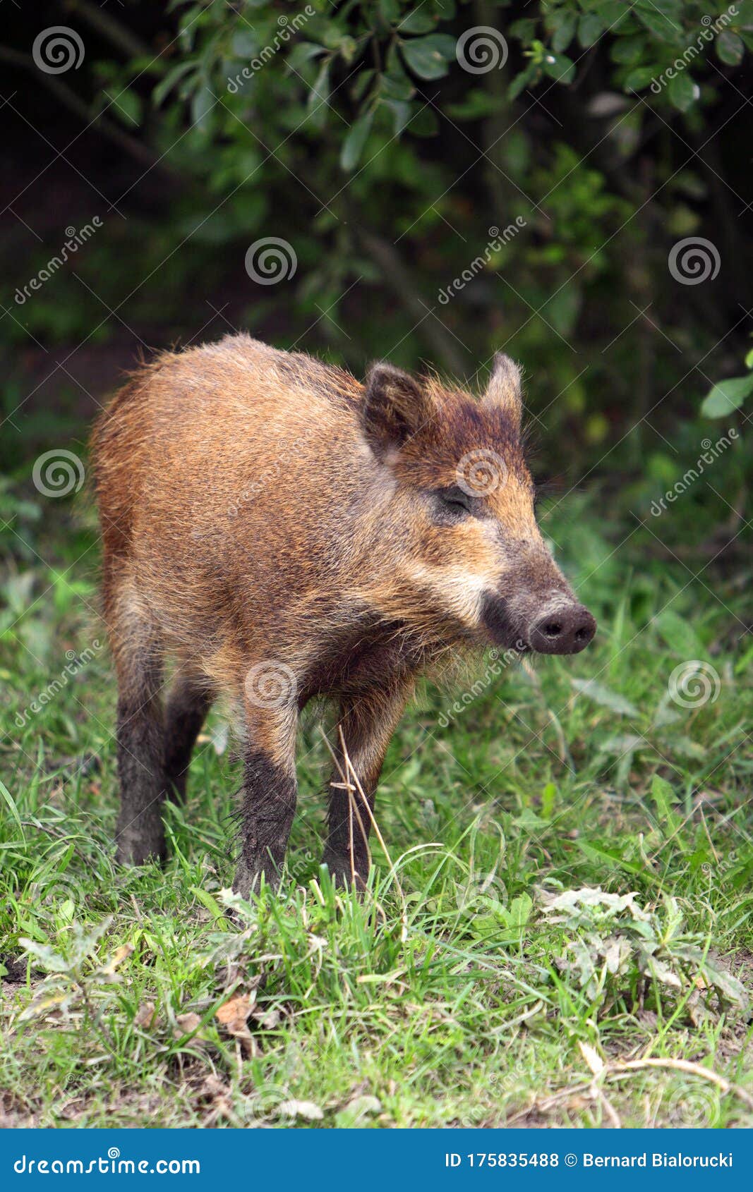 Single Juvenile Wild Boar in a Forest during Summer Period Stock Photo ...