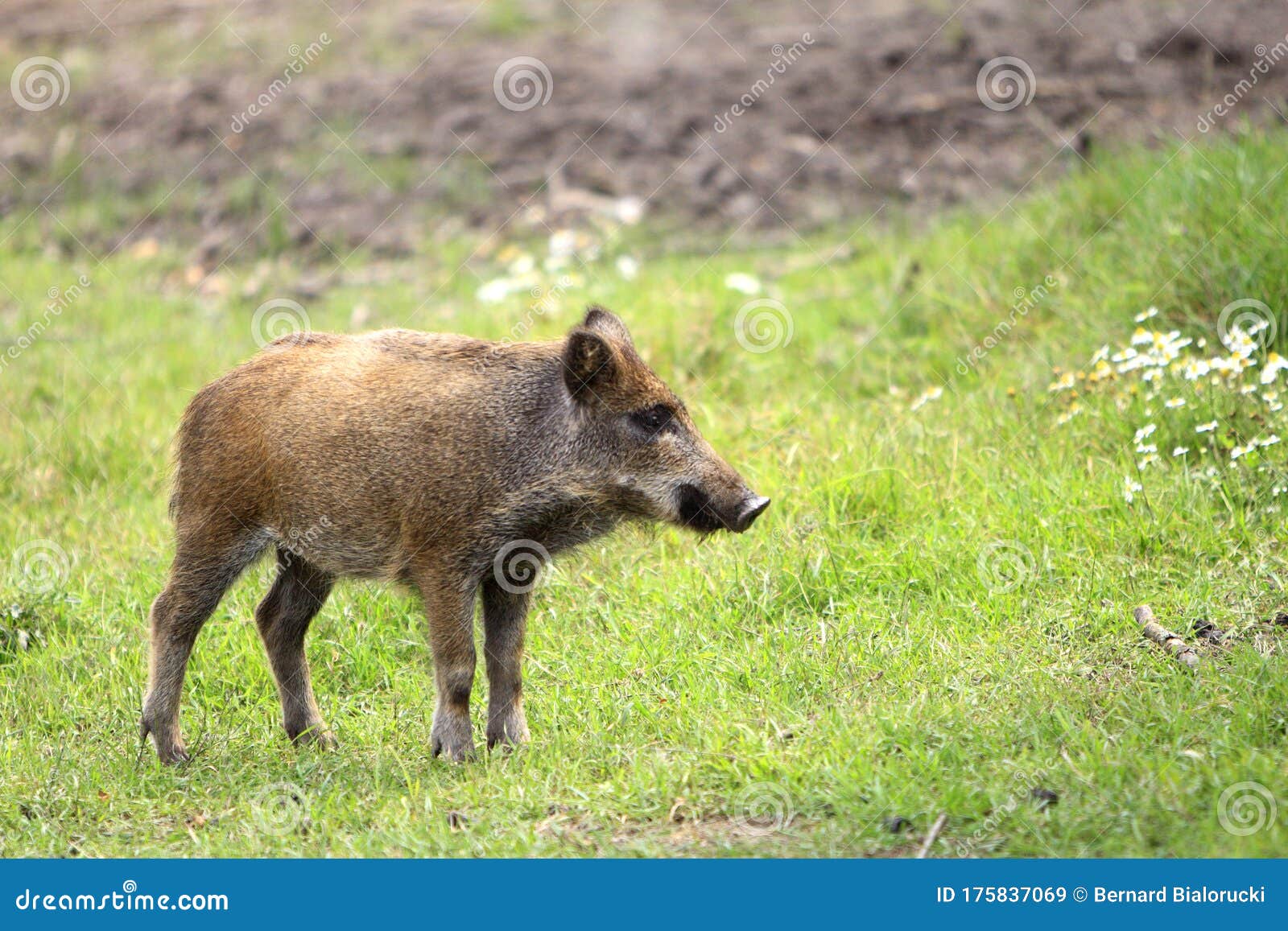 Single Juvenile Wild Boar in a Forest during Summer Period Stock Image ...