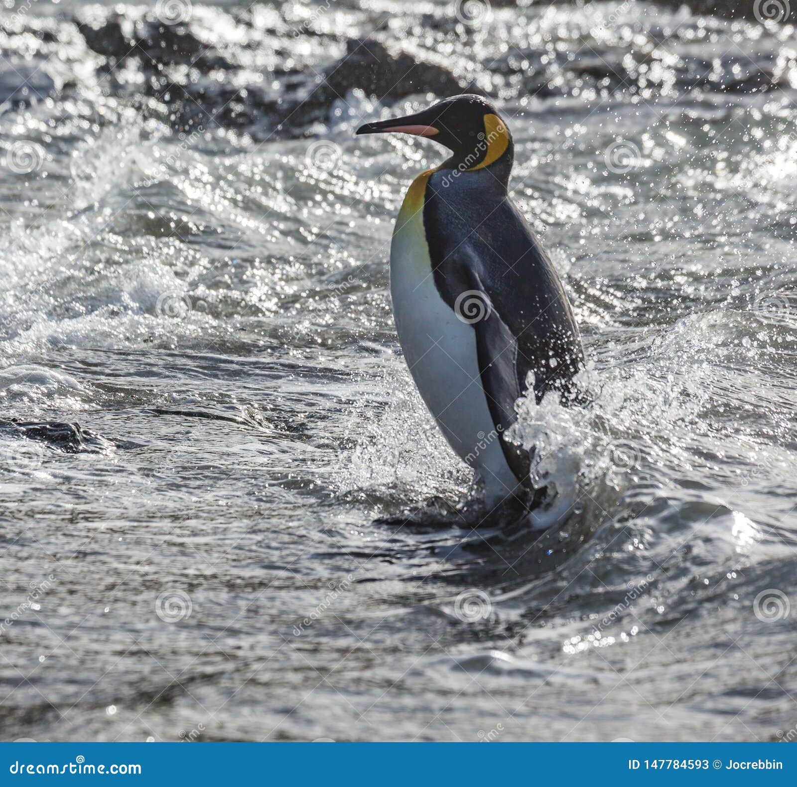 Single King Penguin Stands in Surf in South Georgia Stock Image - Image ...