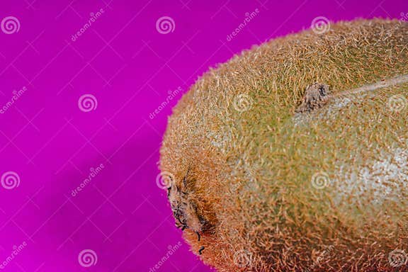 Single Kiwi Fruit Isolated with Text Space Stock Image - Image of ...