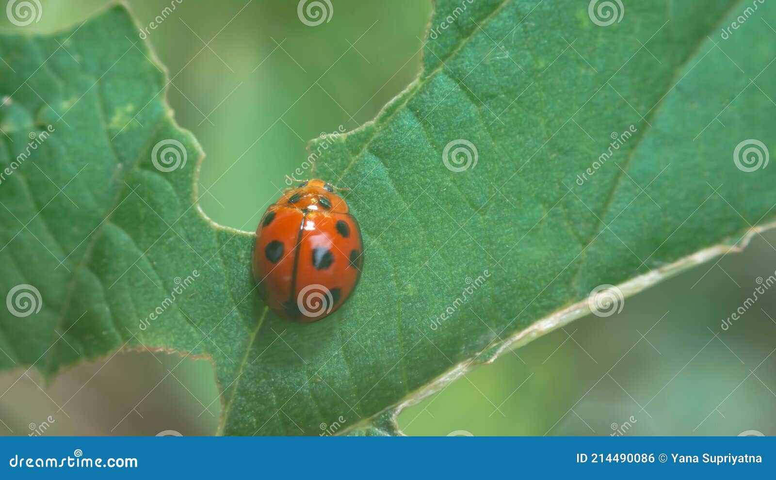 Ladybug on leaf stock photo. Image of beautiful, environment - 214490086