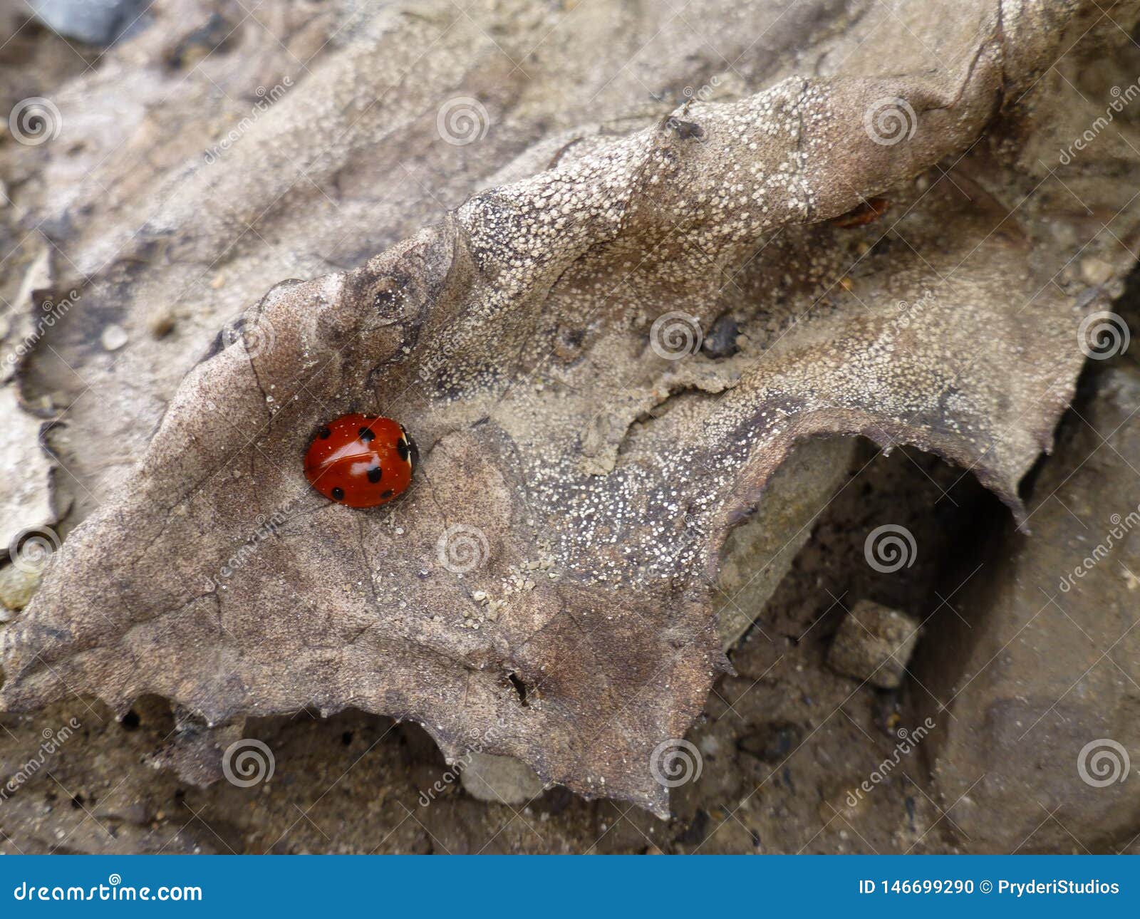 Ladybug on Dead Leaf Macro stock photo. Image of summer - 146699290