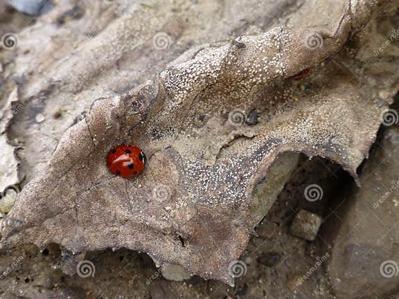 Ladybug on Dead Leaf Macro stock photo. Image of summer - 146699290