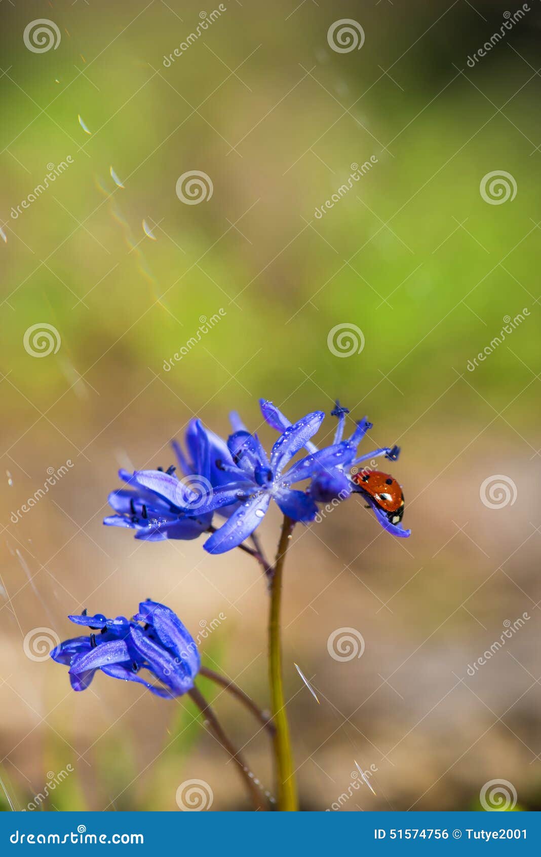 Single Ladybug on Violet Bellflowers in Spring Stock Photo - Image of ...